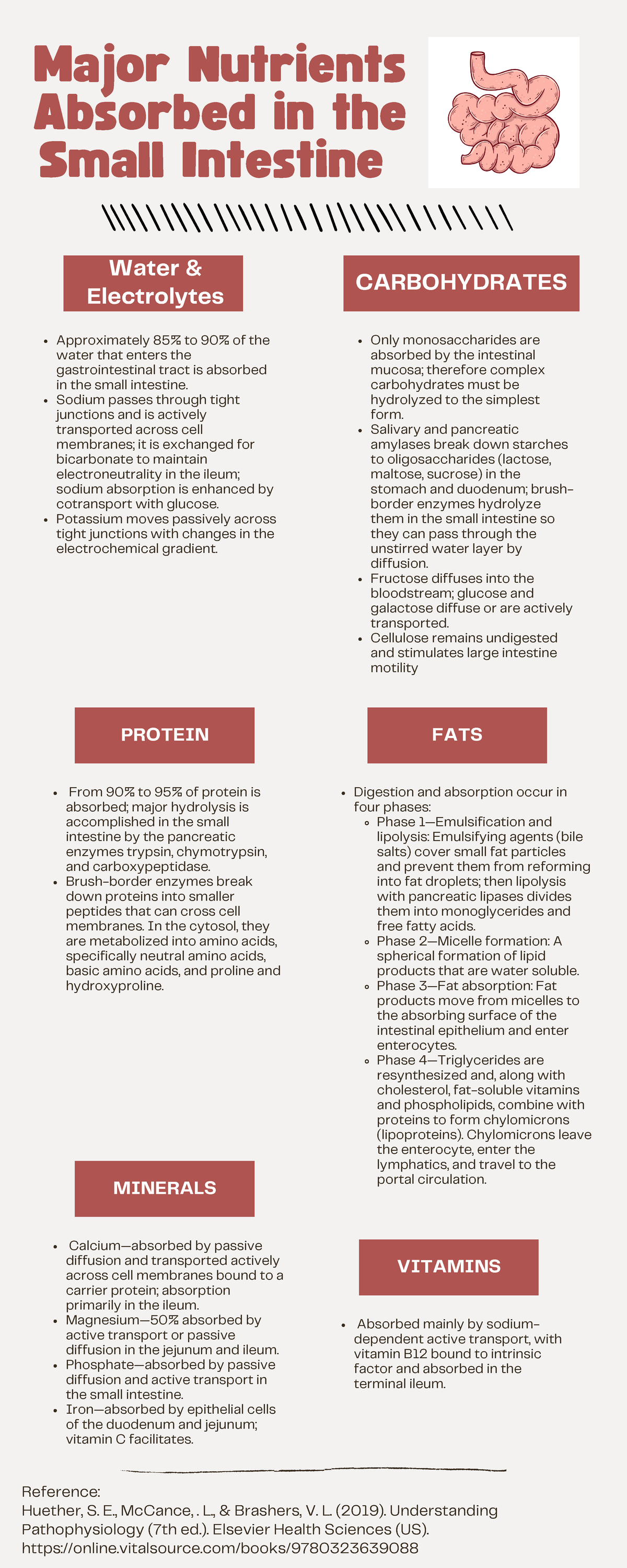 Major Nutrients Absorbed in the Small Intestin - Major Nutrients ...