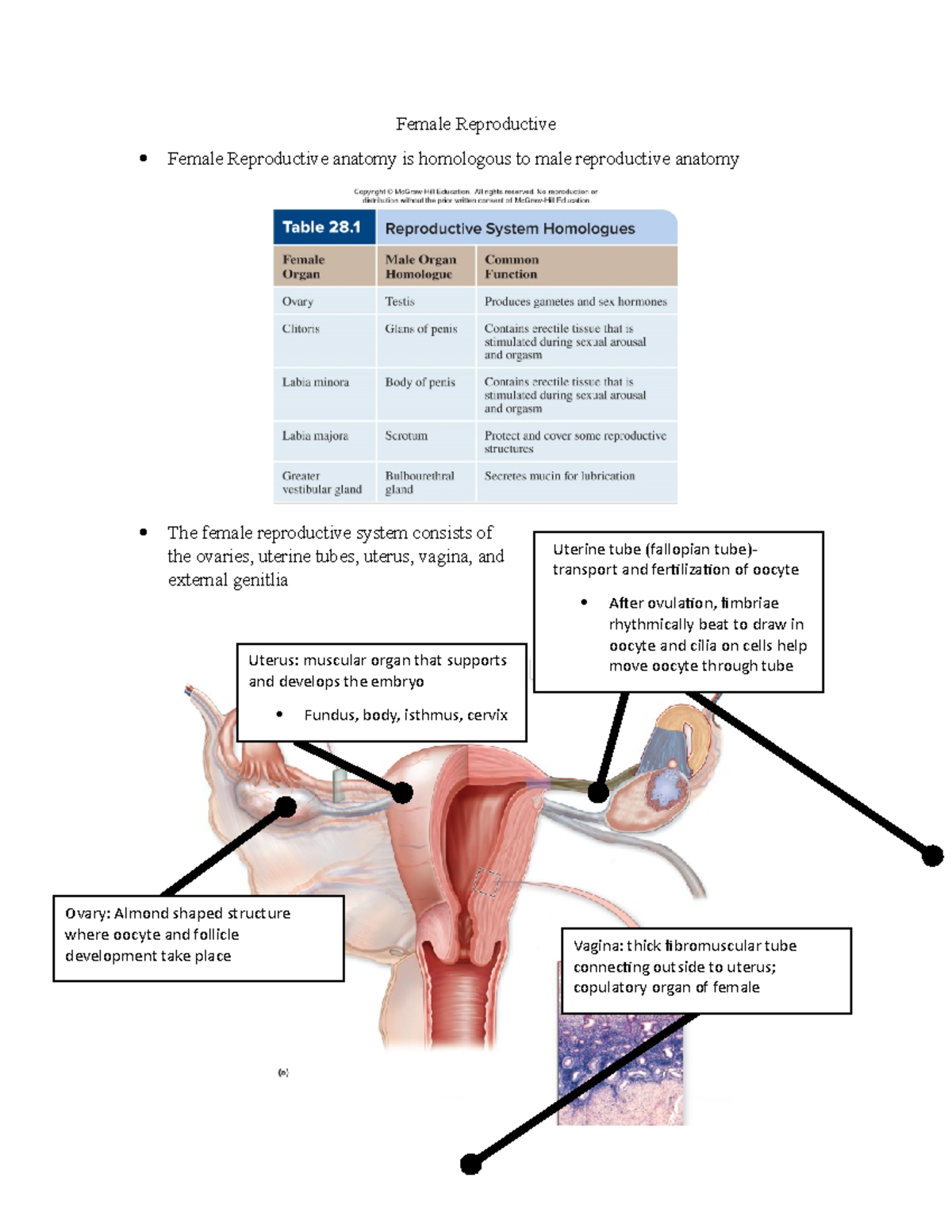 Female reproductive - Lecture notes 2 - Female Reproductive Female ...
