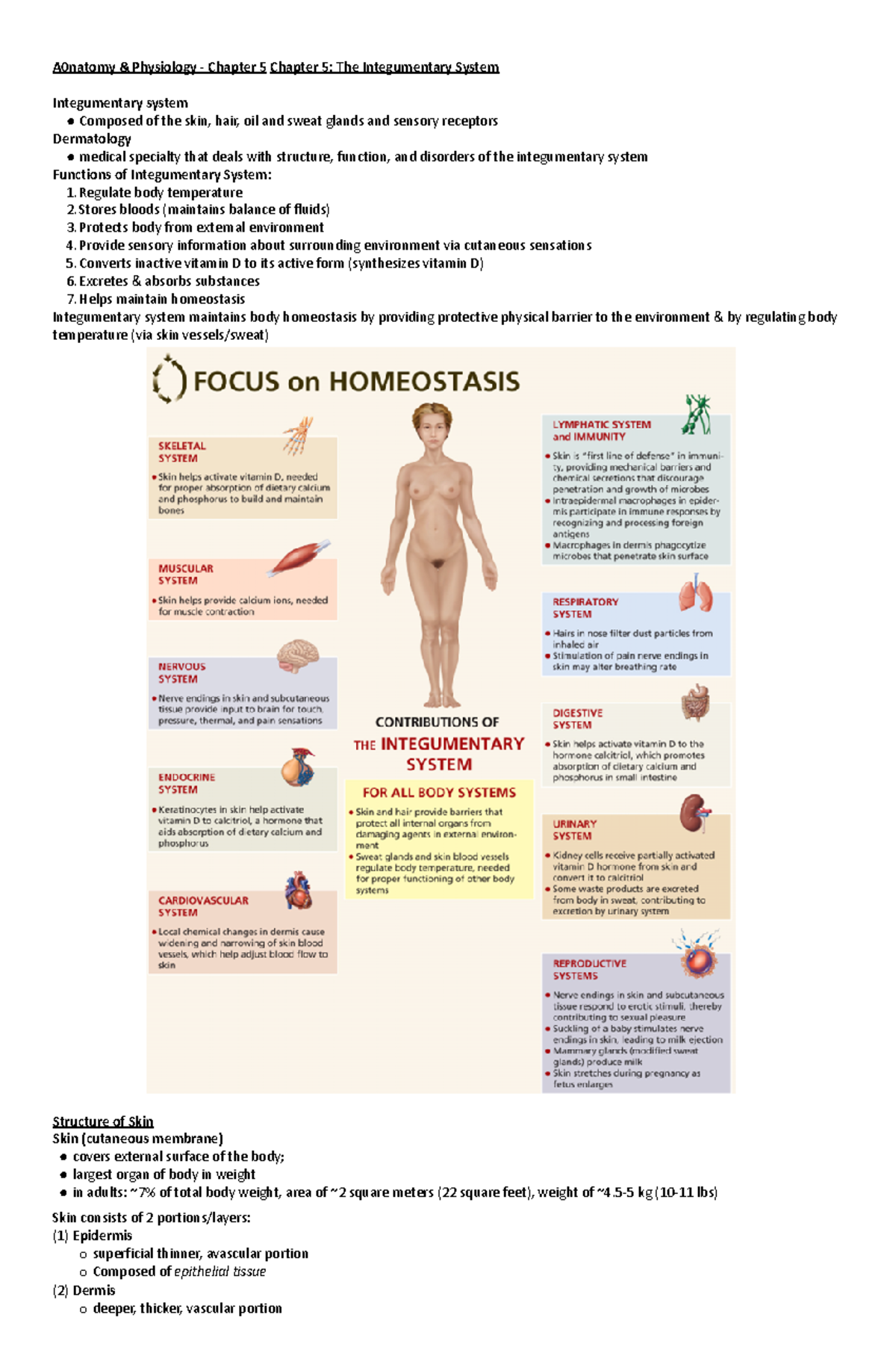 Chapter 5 the integumentary system.docx - A0natomy & Physiology ...