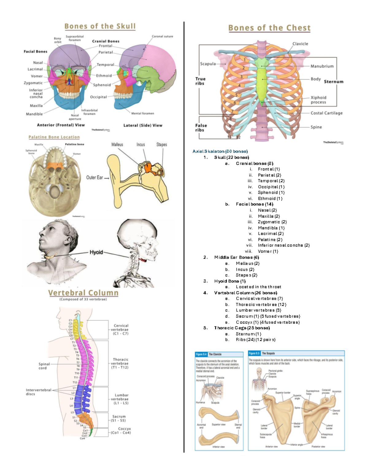 Axial and Appendicular Bones - Axial Skeleton (80 bones) 1. Skull (22 ...