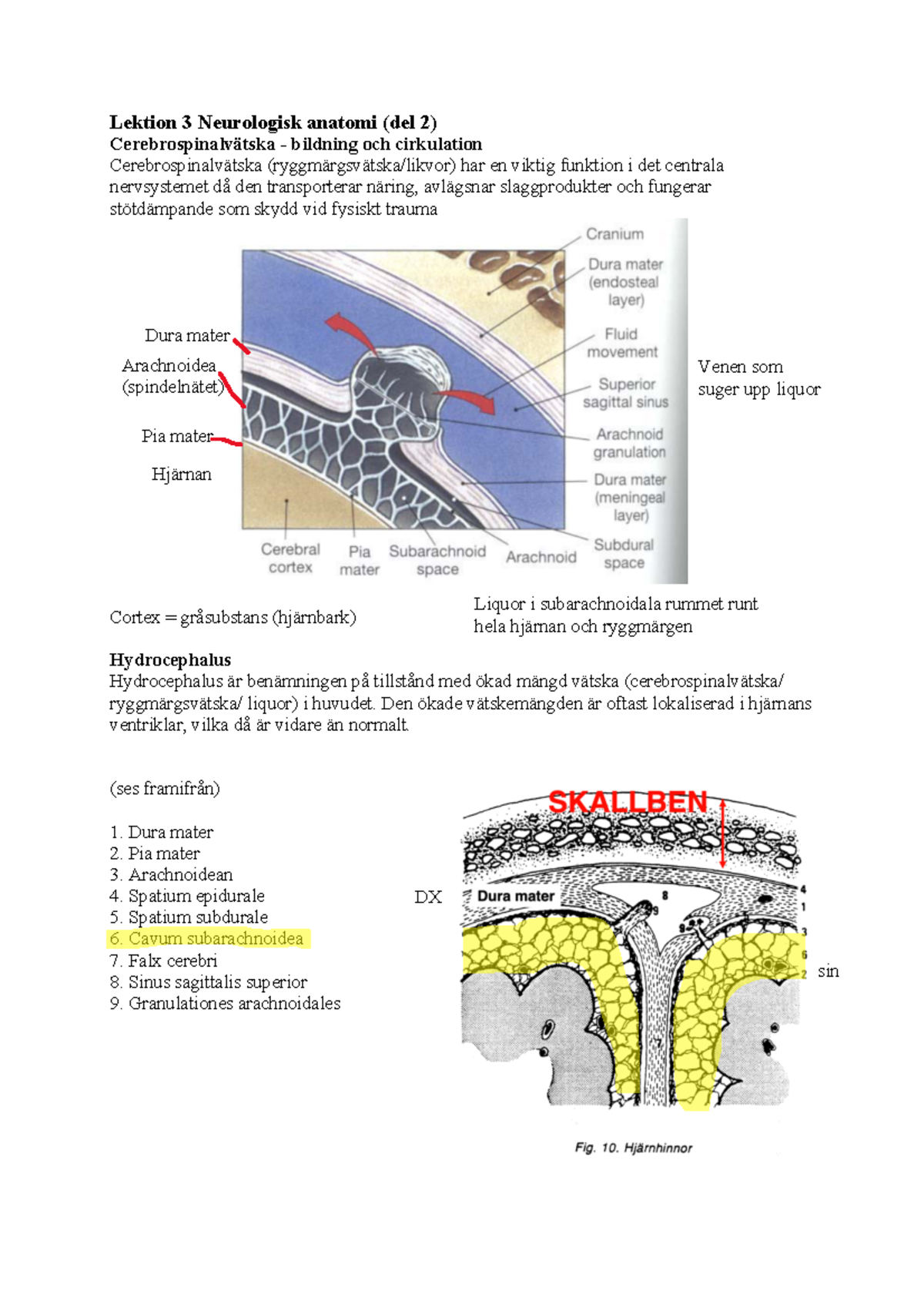 Lektionsanteckningar, Neurologisk anatomi Del 2 - Lektion 3 Neurologisk ...