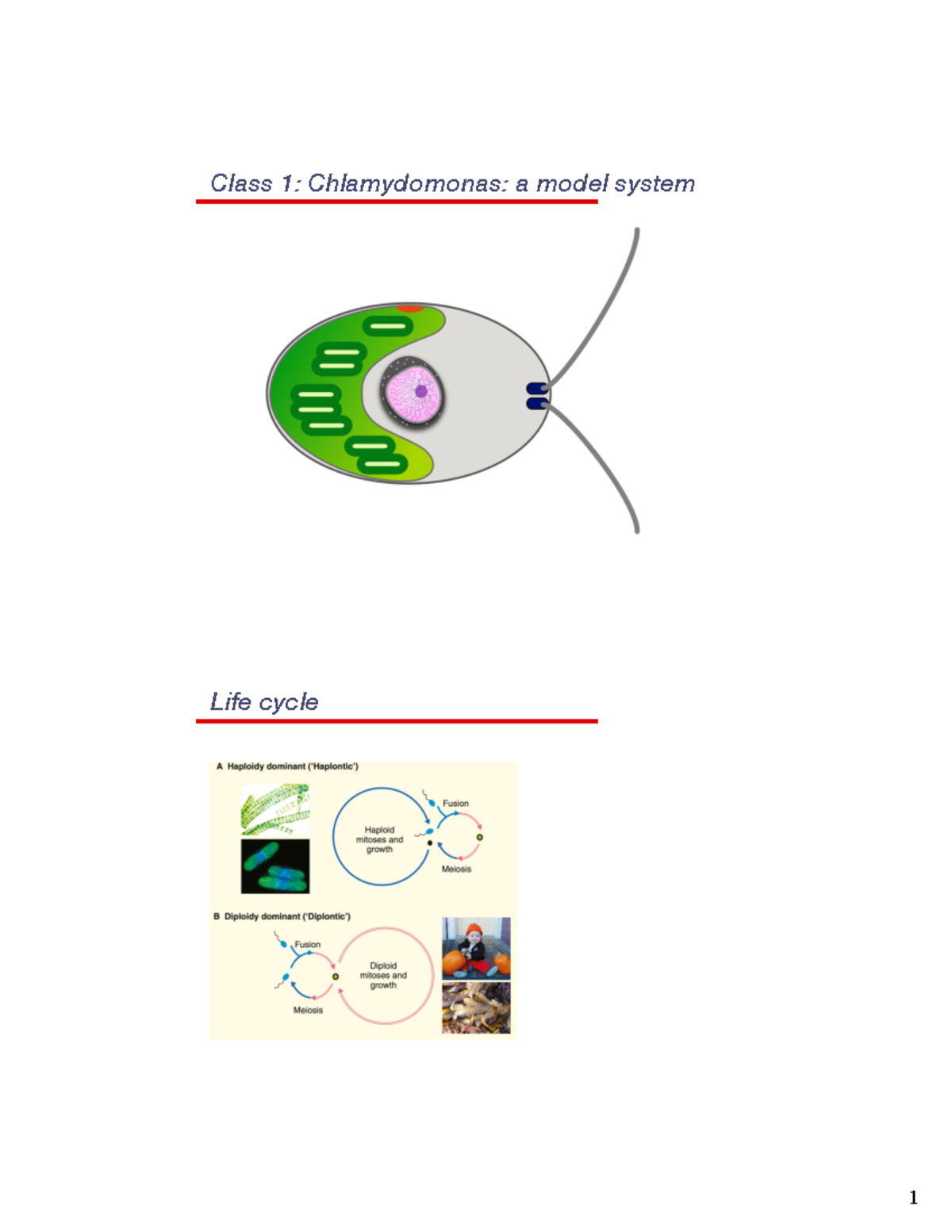 Class+1 Notes - Biology 1002B - Class 1: Chlamydomonas: a model system ...