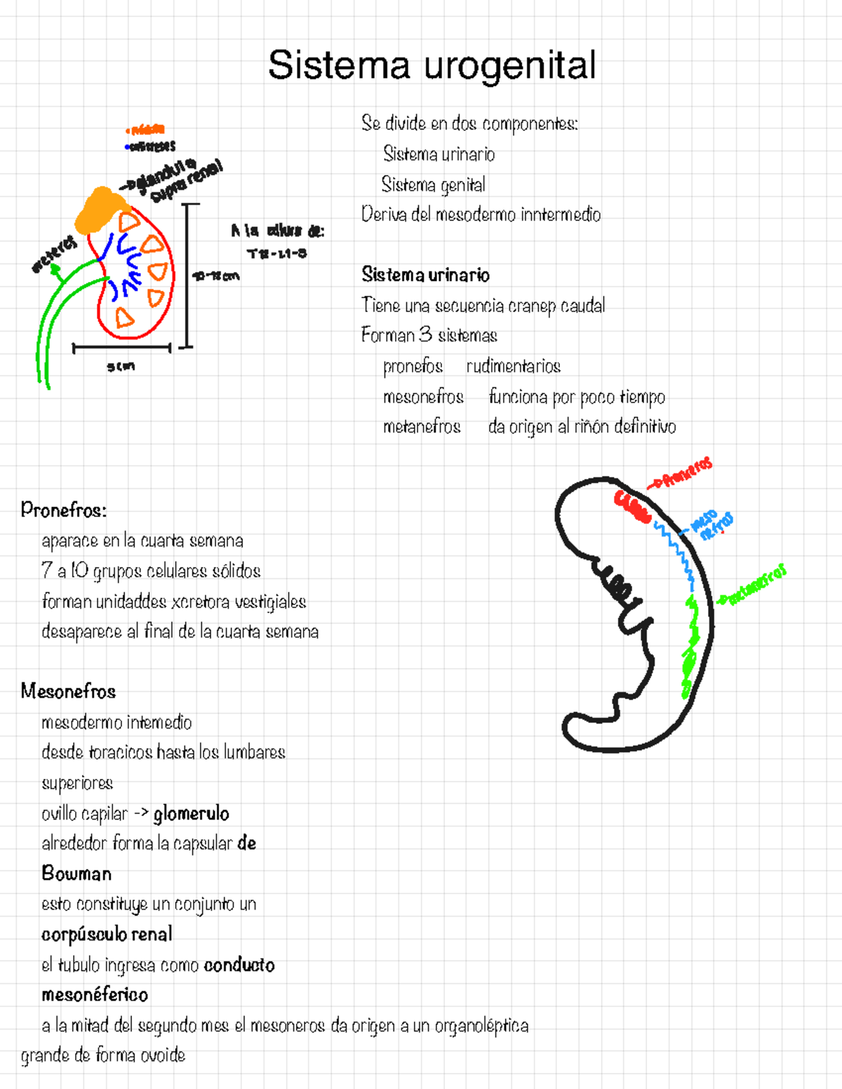 Sistema urinario - RESUMEN LANGMANR - Langman. Embriología Médica, 13e - Sistema urogenital Se ...