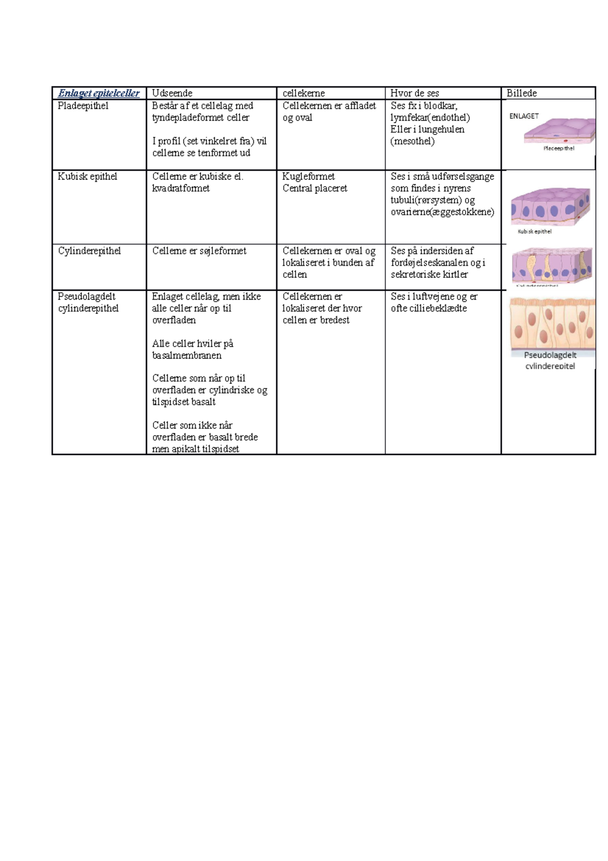Skema over epithel - noter til epitel - Enlaget epitelceller Udseende ...