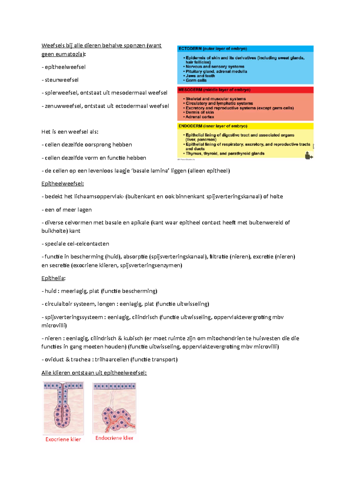 HC03 epitheel- en steunweefsel - Weefsels bij alle dieren behalve ...