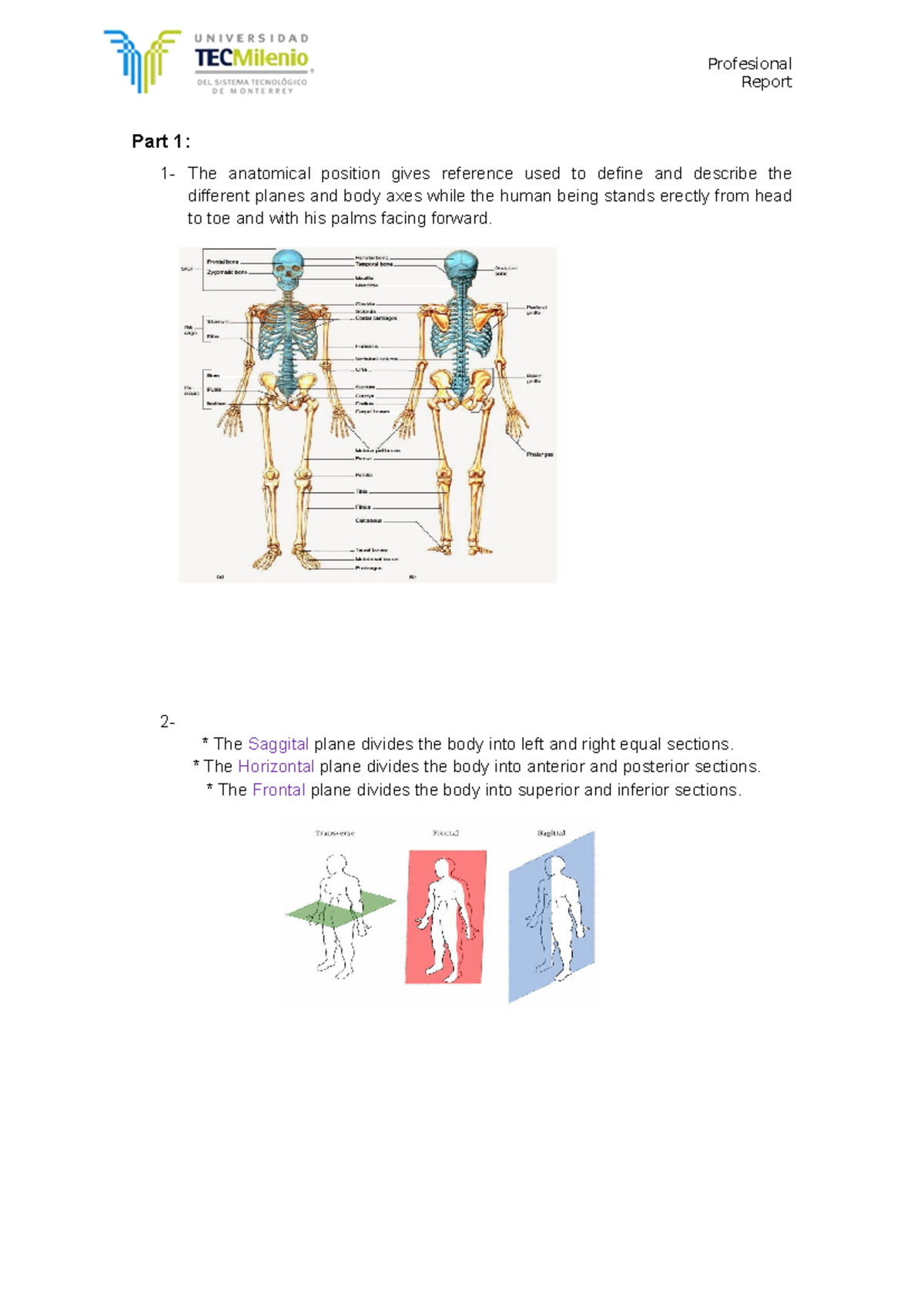 Act. 1 Human Body Care - actividad 1 - Report Part 1: 1- The anatomical ...