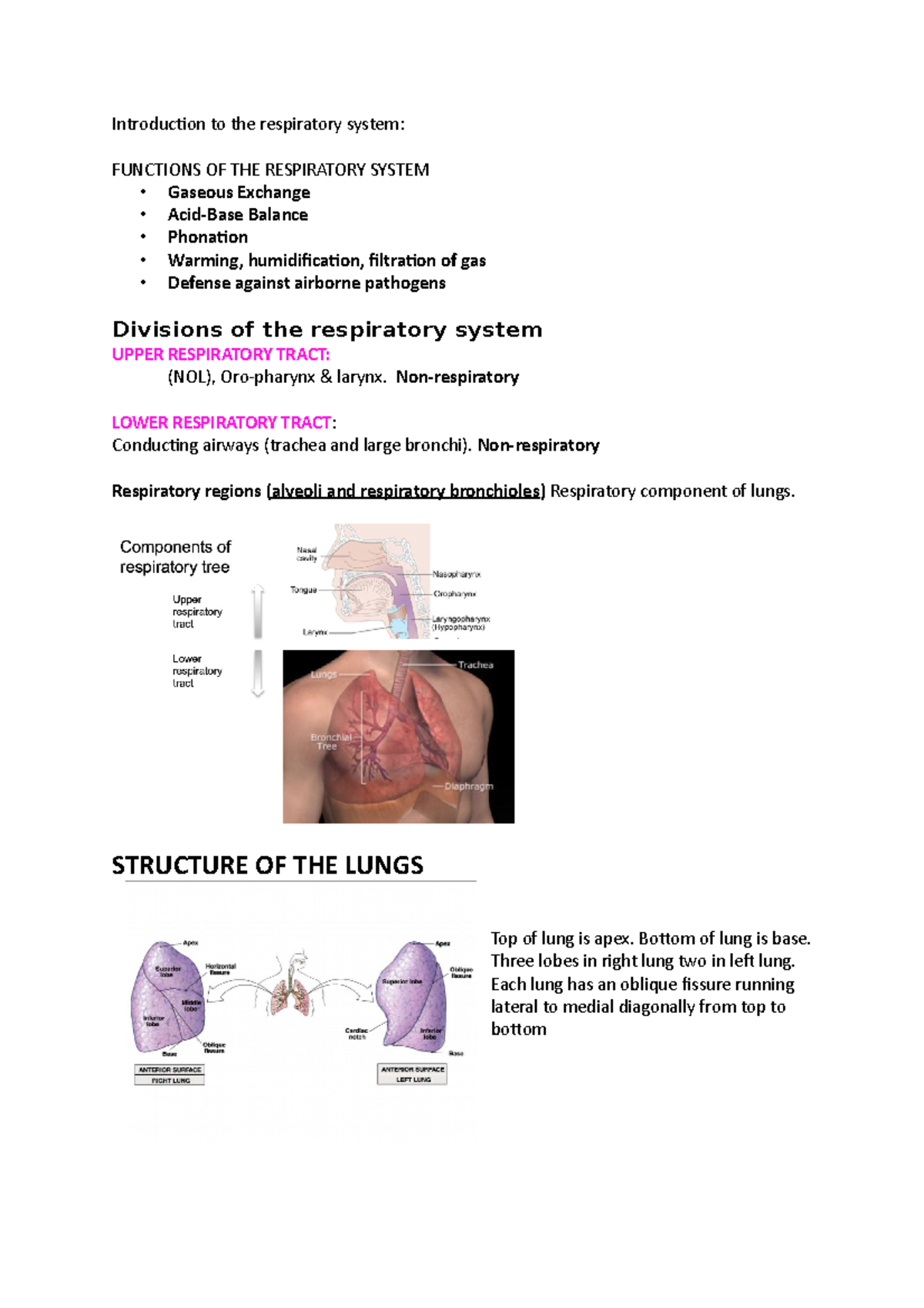WEEK 13 Introduction to the respiratory system - Introduction to the ...