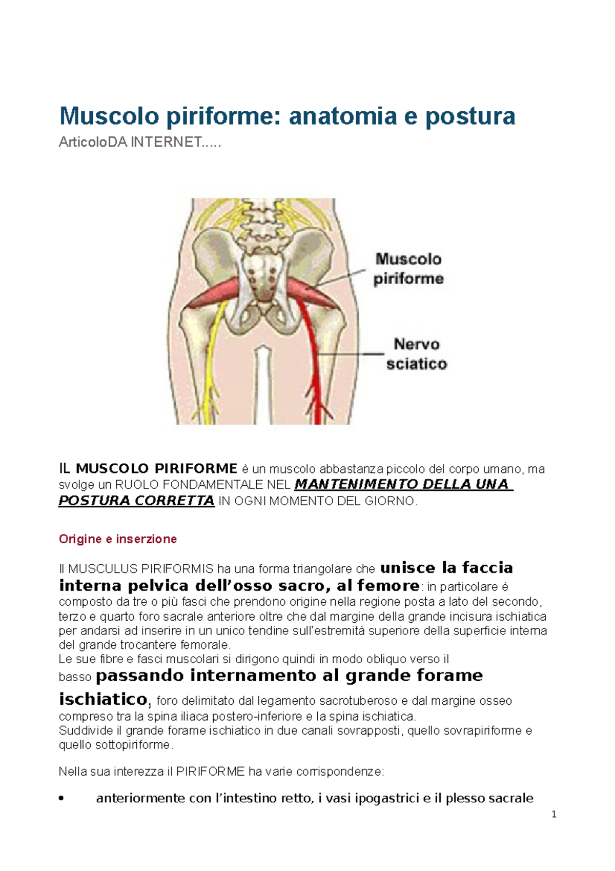 Anatomia e Sindrome del Piriforme e Sciatica - Muscolo piriforme ...