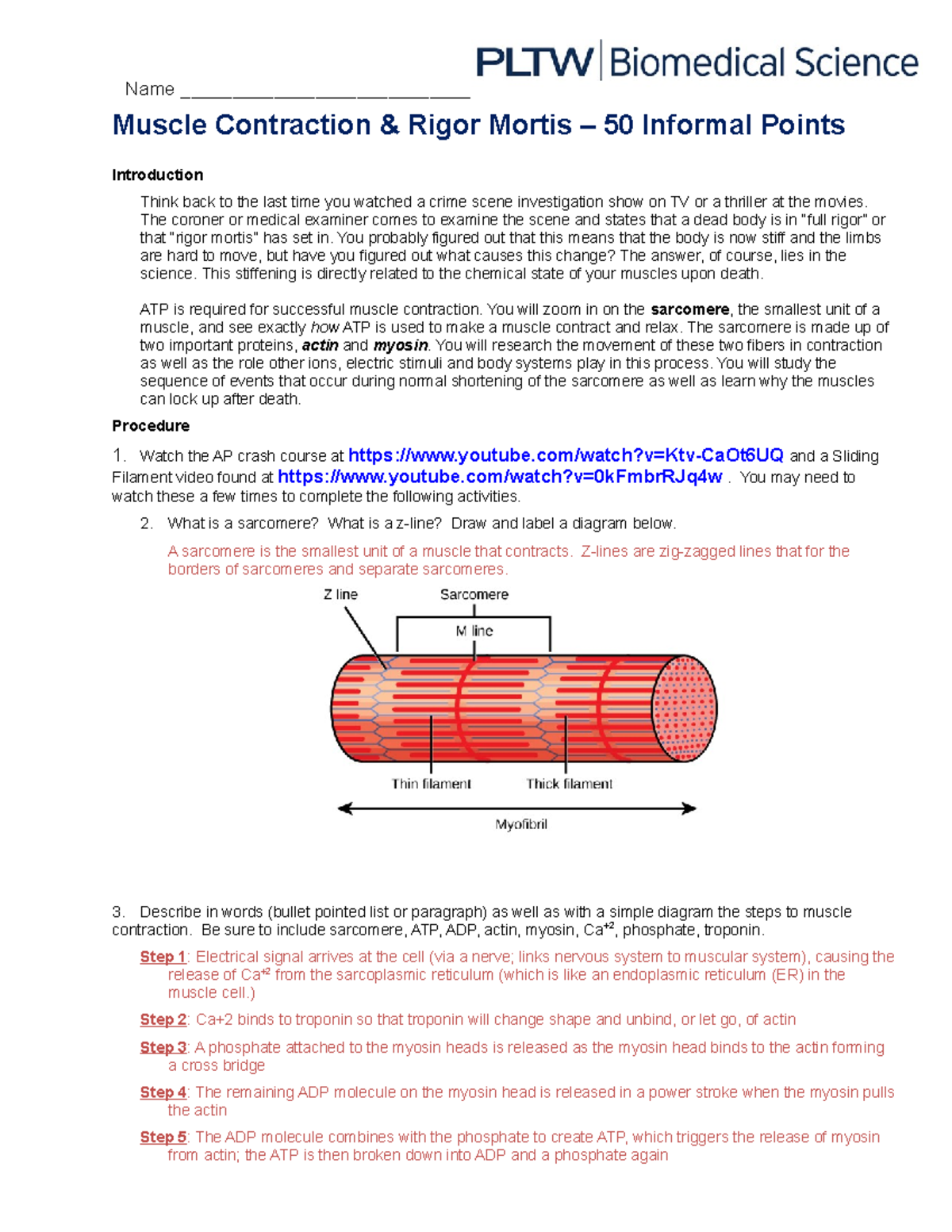 Muscle Contraction and Rigor Mortis KEY - Name ...