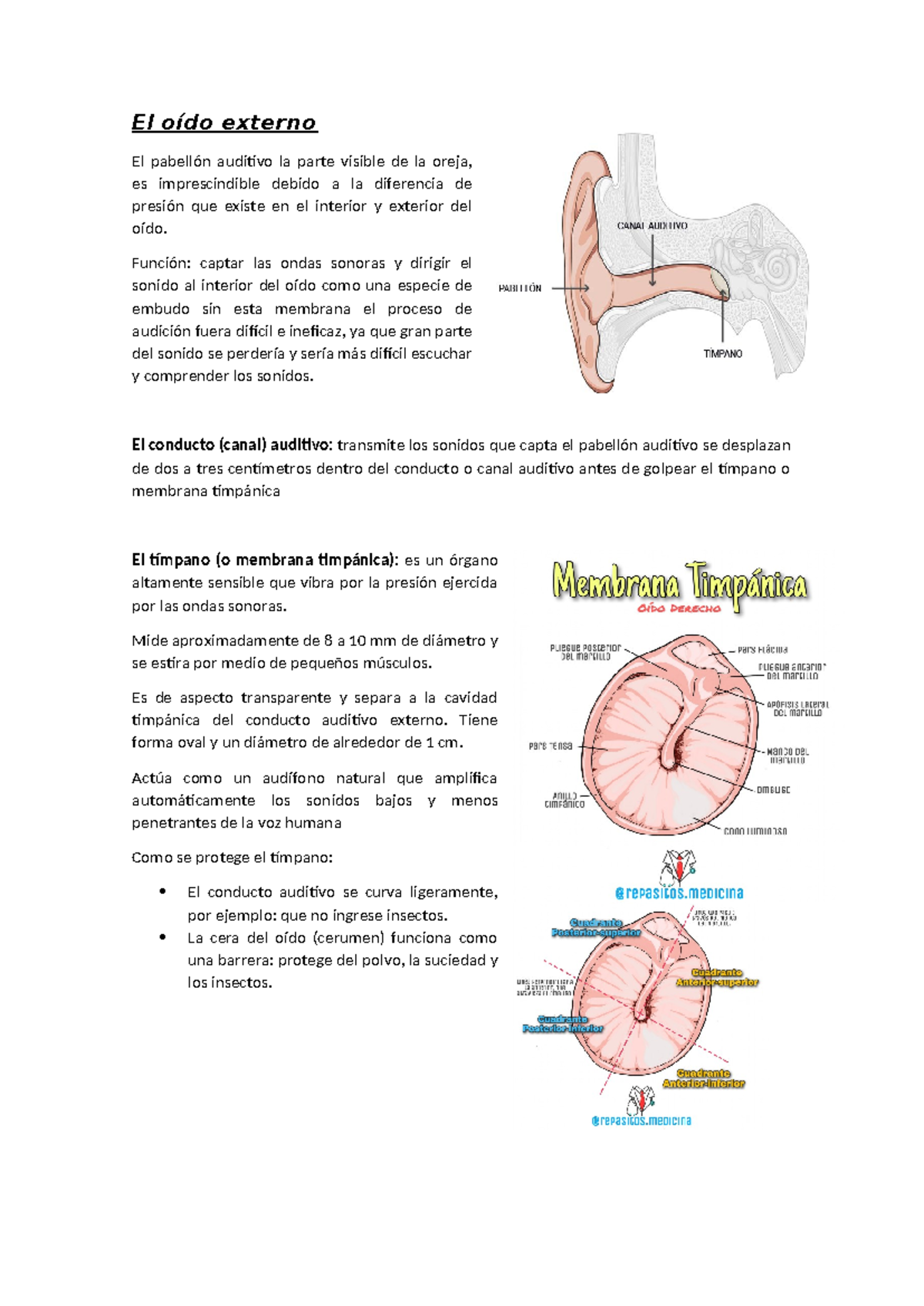 El oído externo - El oído externo El pabellón auditivo la parte visible ...