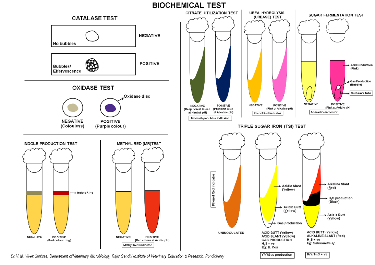 Biochemical Test Picture River 2021 - BIOCHEMICAL TEST CITRATE ...