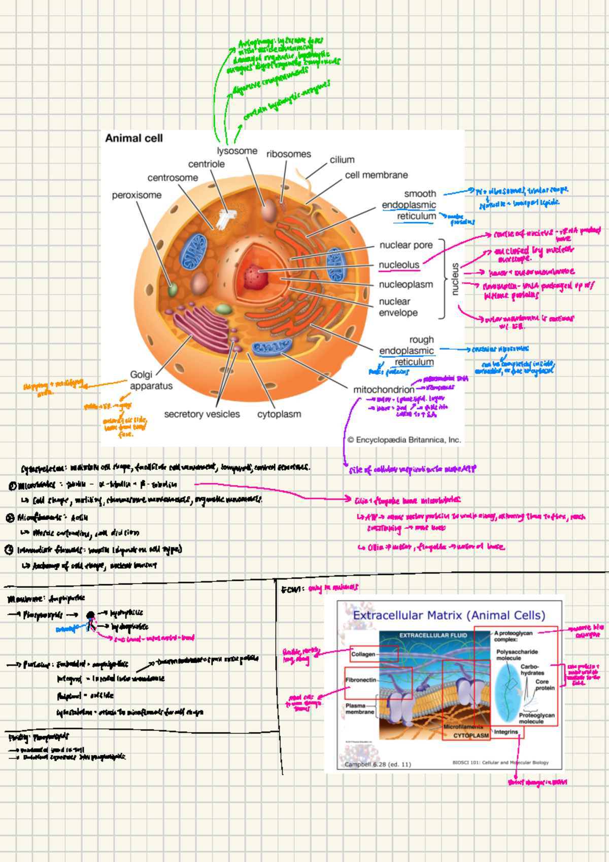 Cells Test Notes - Autophagy : Lysosomesa b enzymes digest organelle ...