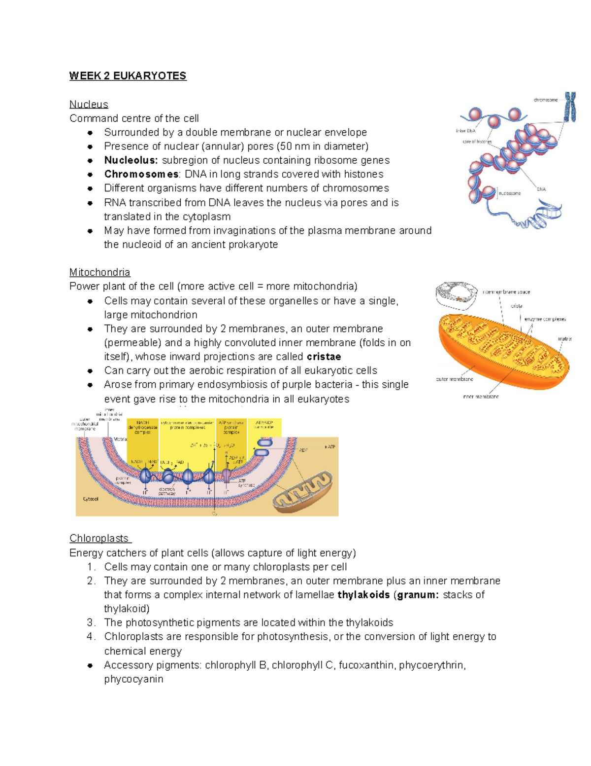 WEEK 2 Eukaryotes - Lecture notes 2 - WEEK 2 EUKARYOTES Nucleus Command ...