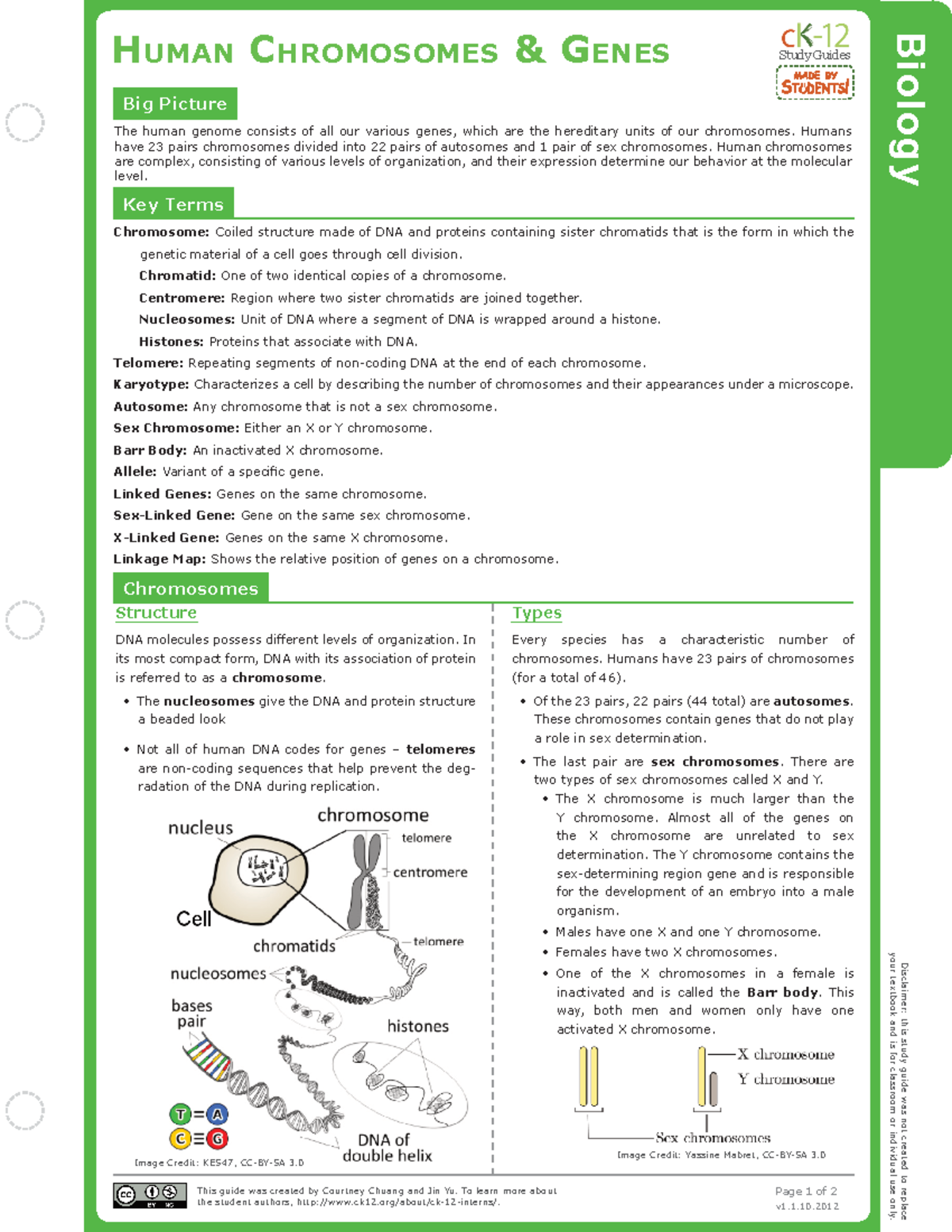 Human chromosomes and genes - Biology Disclaimer: this study guide was ...