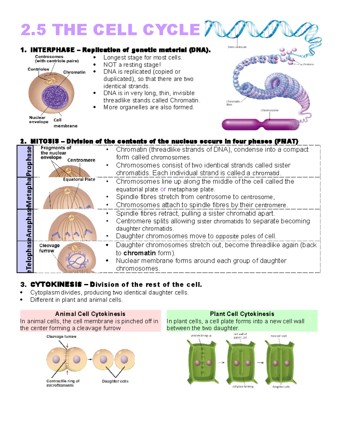 2.5 The Cell Cycle (Short) - Cohort C - 2 THE CELL CYCLE INTERPHASE ...