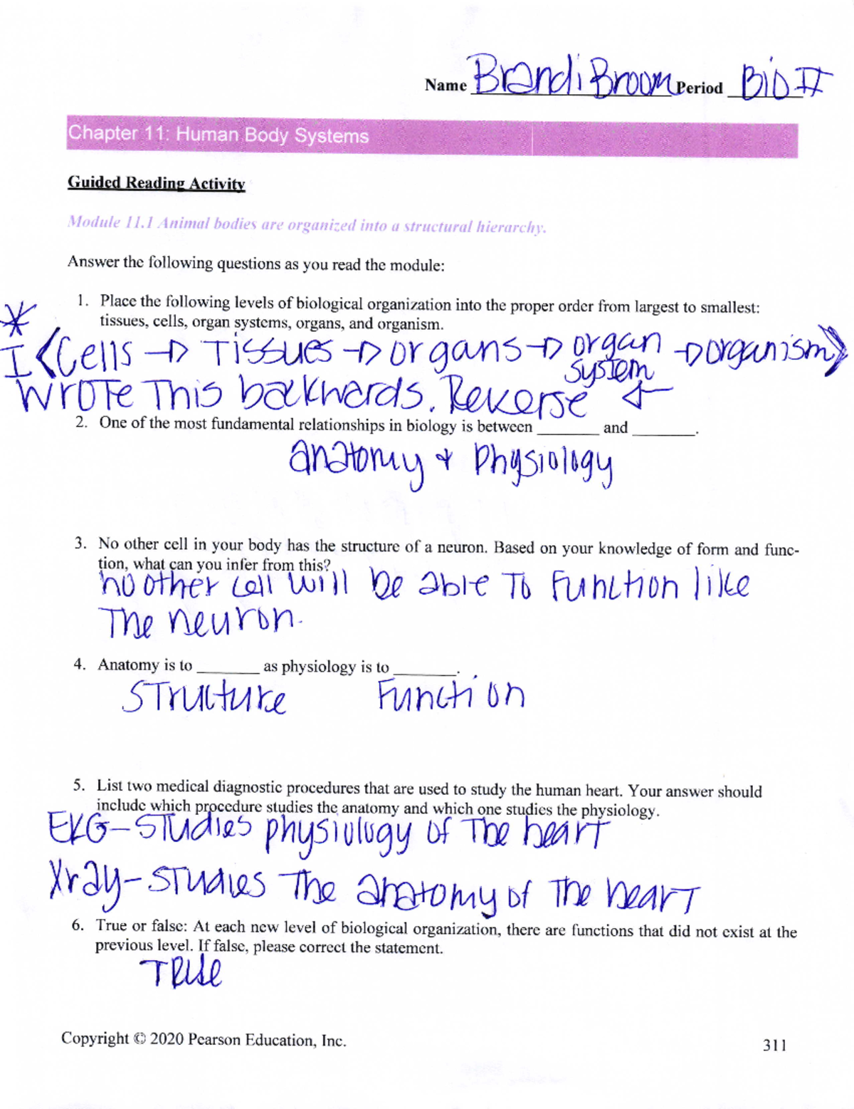 chapter 11: human body systems - Name I Guided Reading Activi(v l!otltt ...