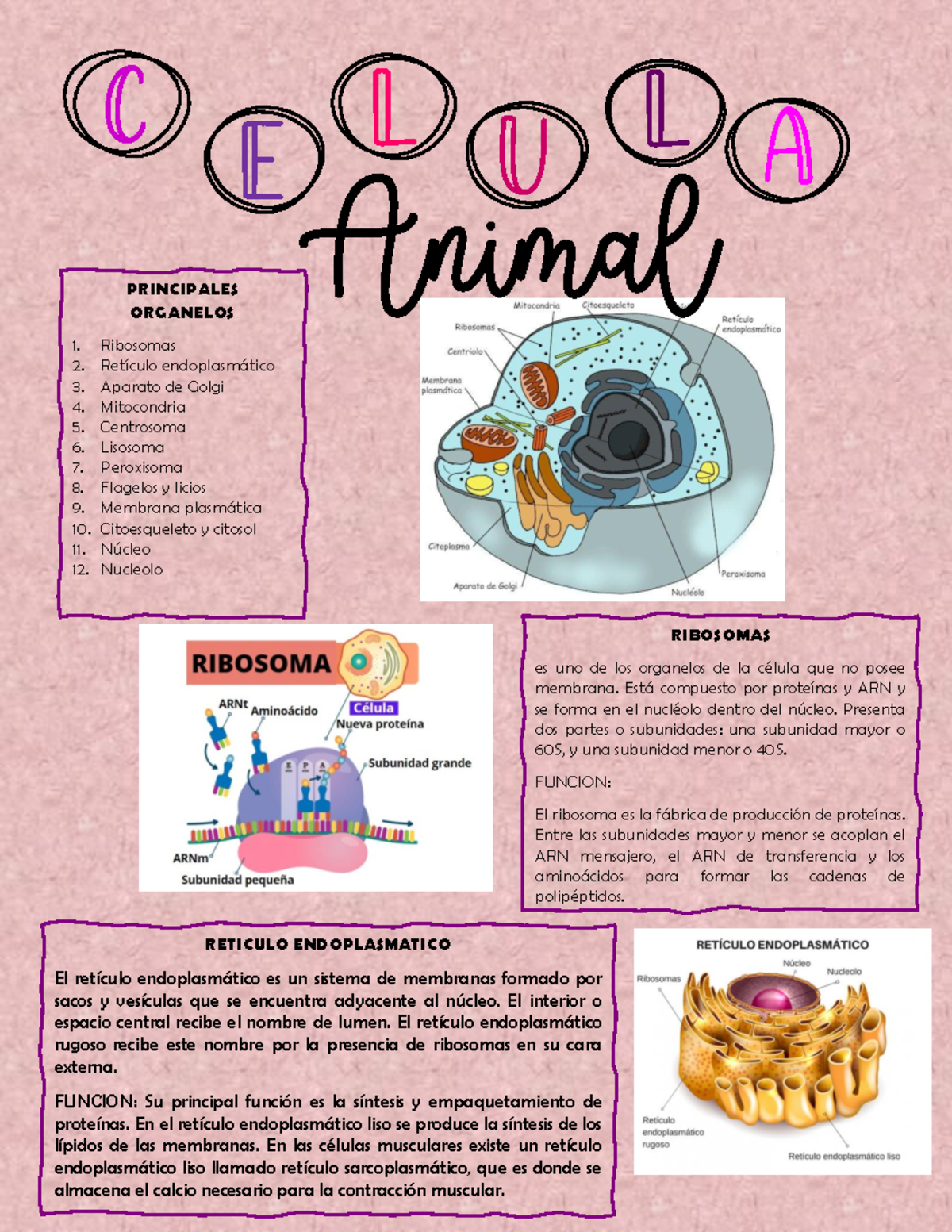Célula animal detallada con sus partes descritas - C u a e l l Animal ...
