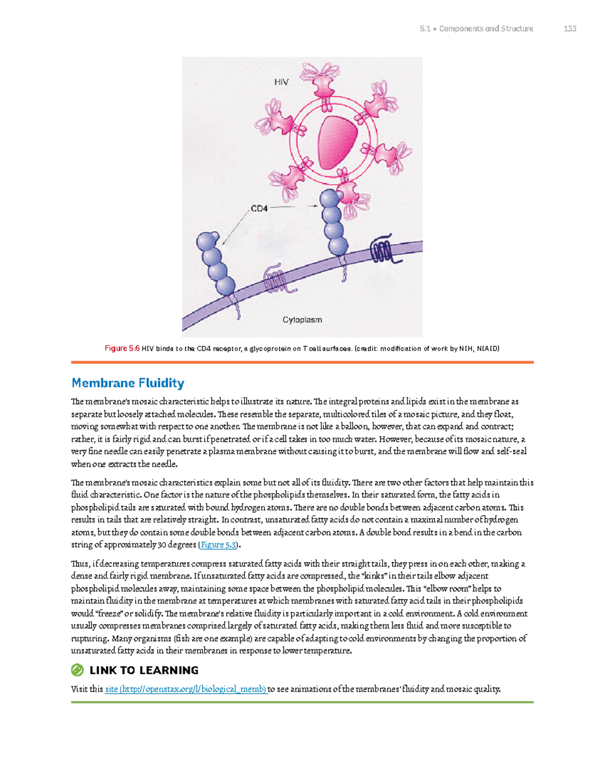 Chapter 5 Structure and Function of Plasma Membranes Part 3 - Figure 5 HIV binds to the CD4 ...