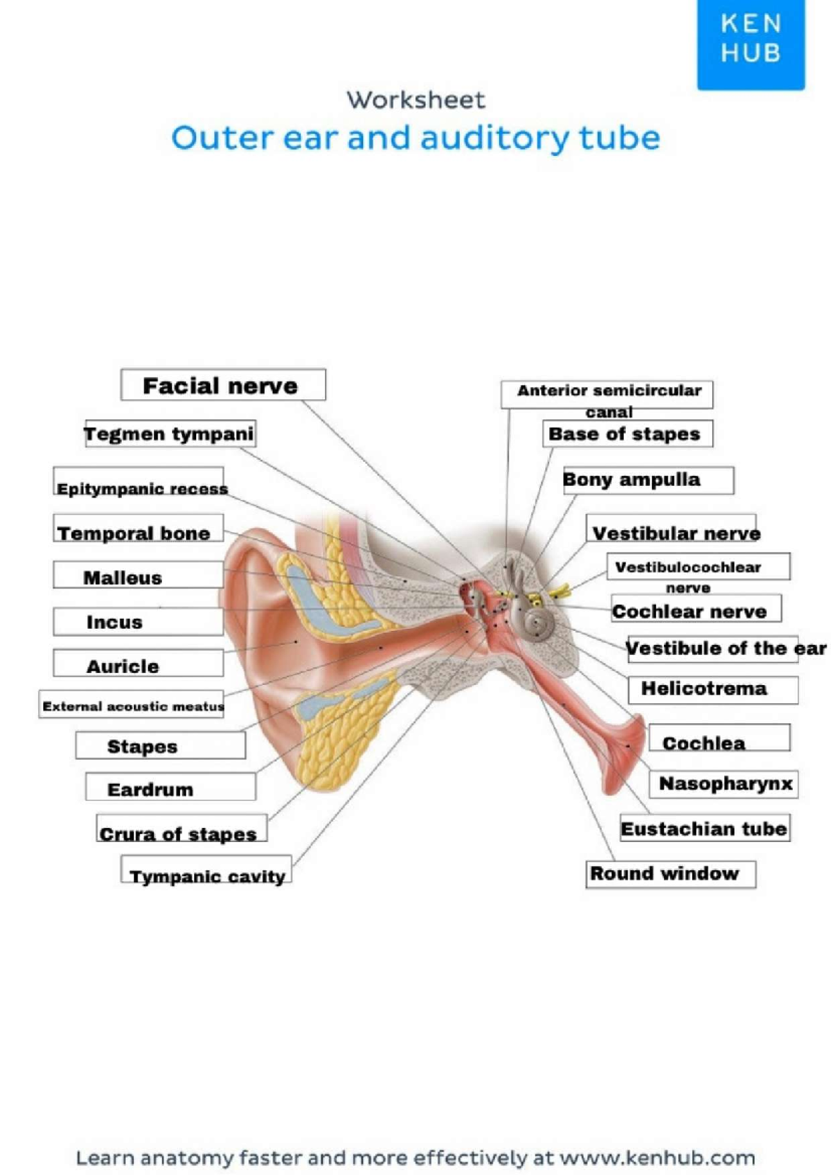 ANAPHY LABORATORY - KEN HUB Worksheet Outer ear and auditory tube ...