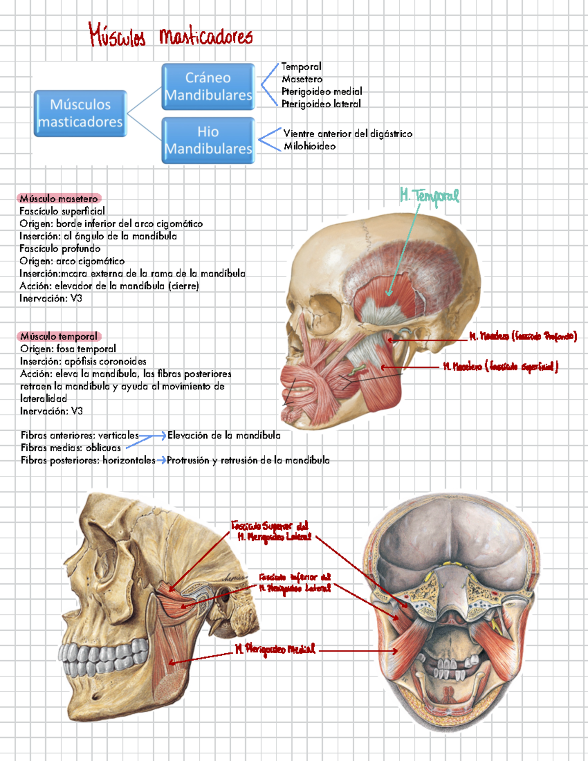 Músculos masticadores apuntes - Músculo masetero Fascículo superficial ...