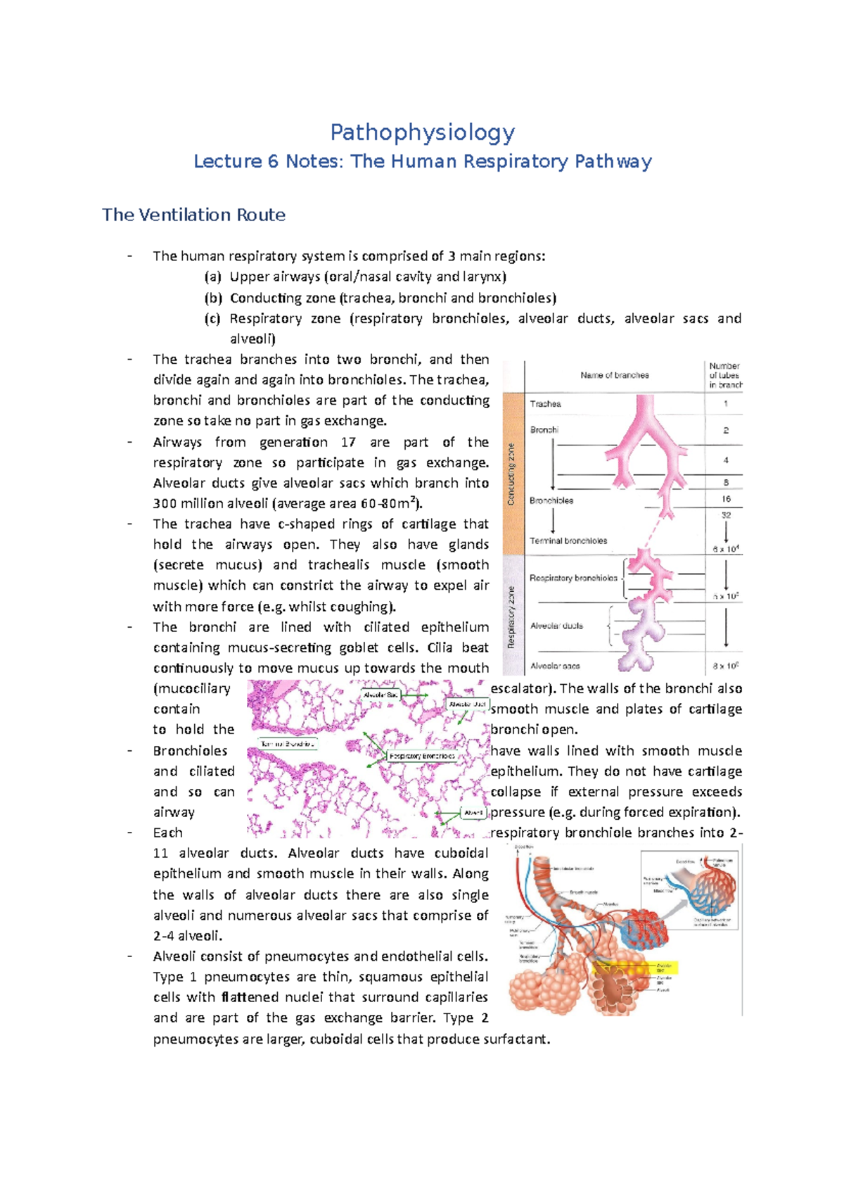 Lecture 6 Notes (Respiratory Pathway) - Pathophysiology Lecture 6 Notes ...
