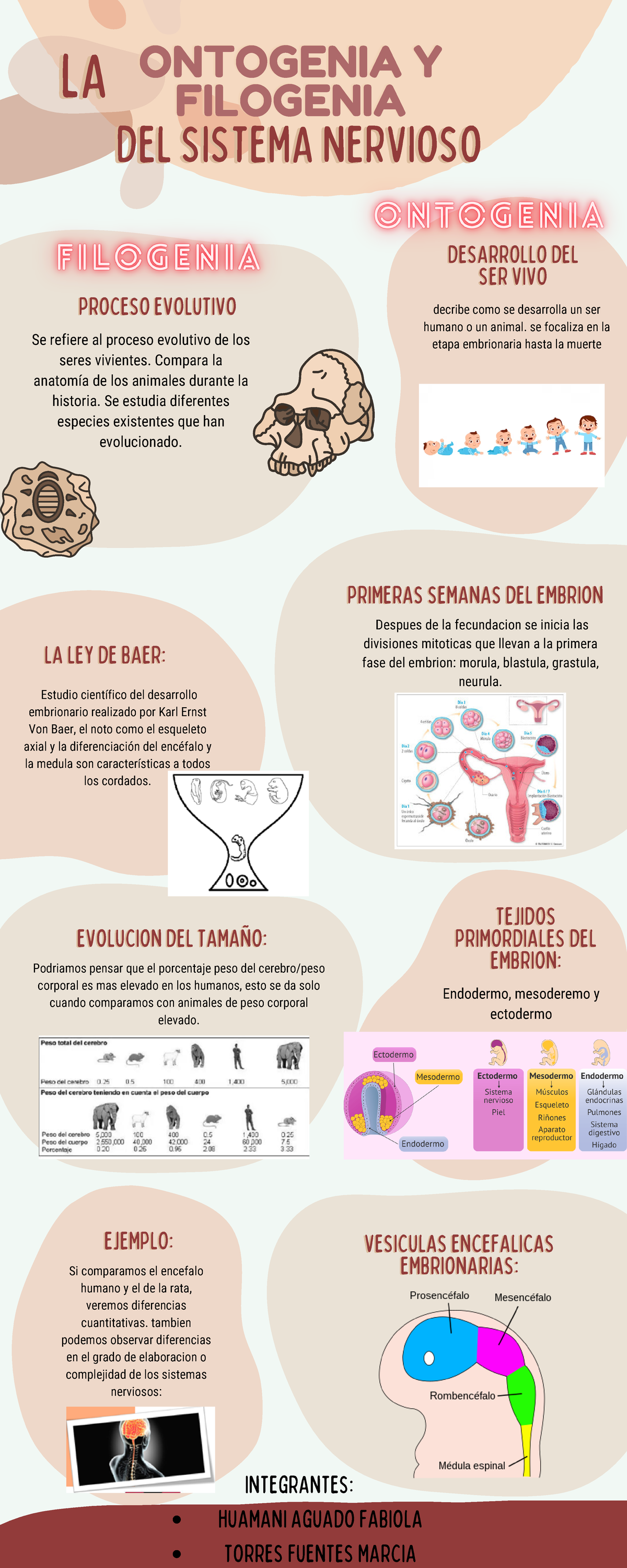 Filogenia Y Ontogenia - EJEMPLO:EJEMPLO: DEL SISTEMA NERVIOSODEL ...