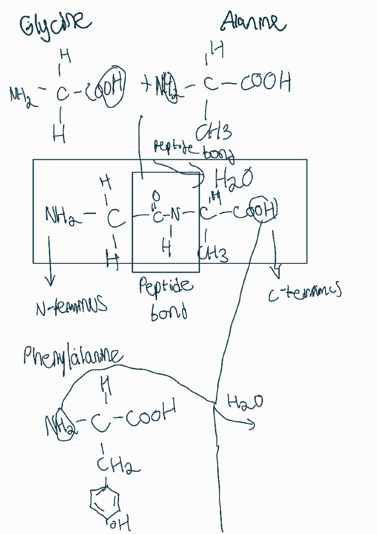Peptide bonds AA'S 241003 140438 - Glycome Alanine I , 1H NH2 H CH3 ...