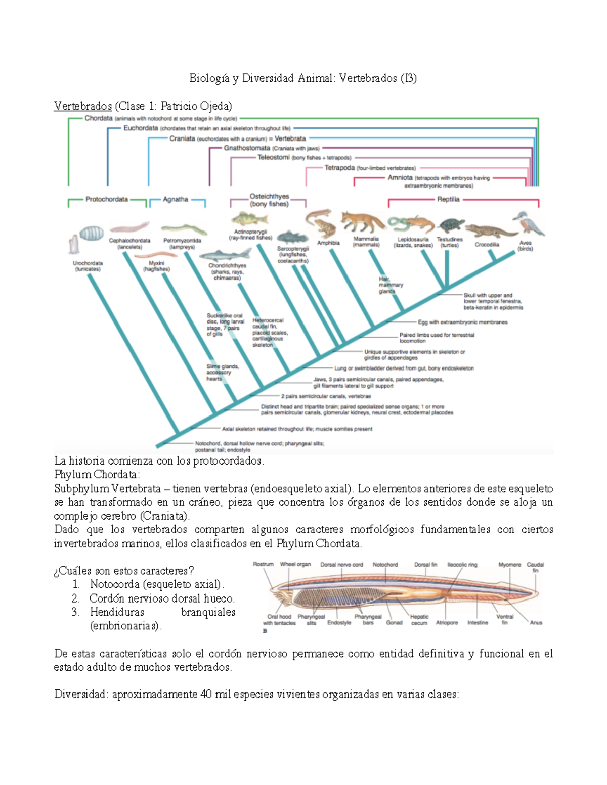 I3 Biología y Diversidad Animal - Biología y Diversidad Animal ...