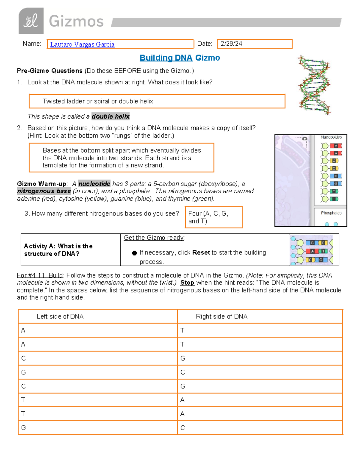Copy of Building DNA Gizmo - 2024 - Name: Lautaro Vargas Garcia Date: 2 ...