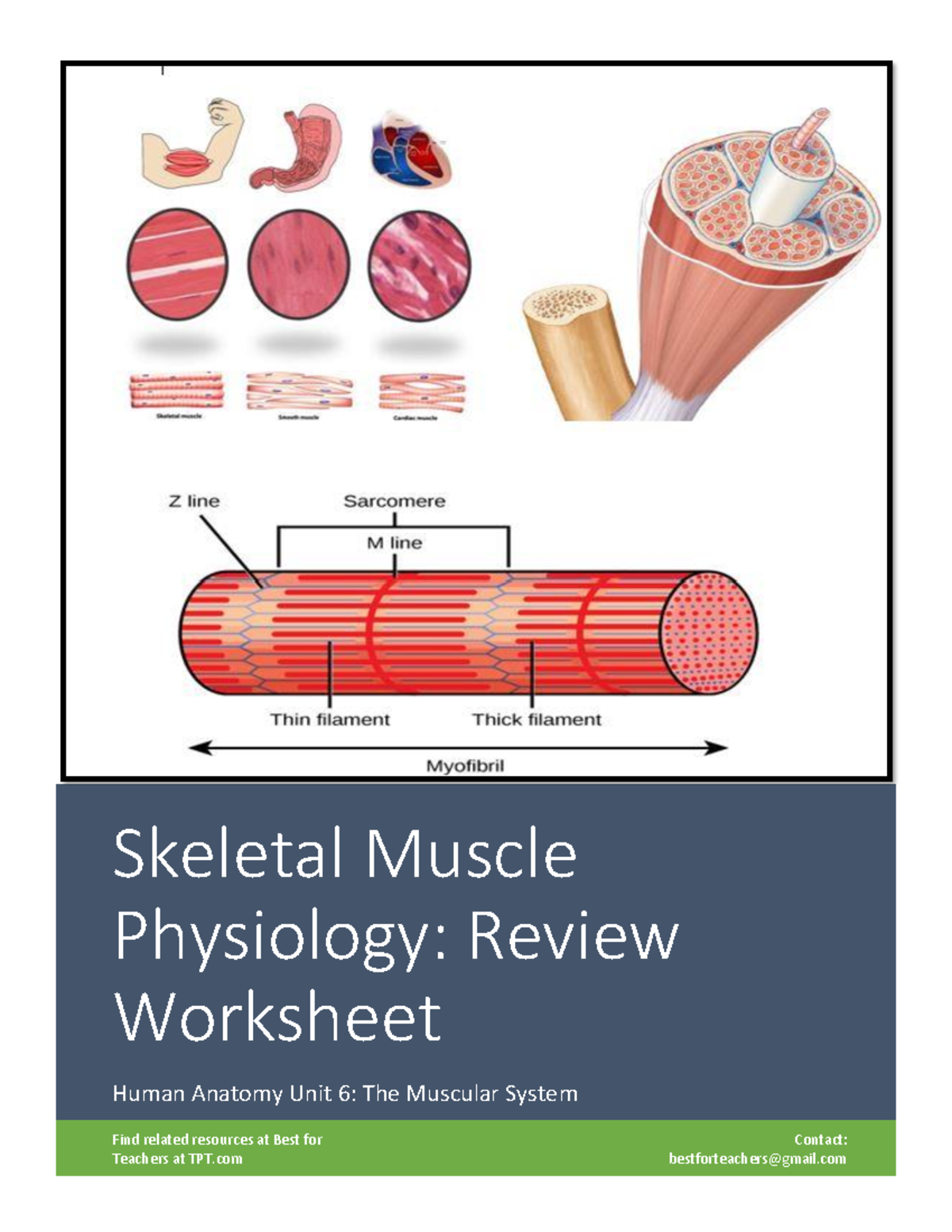 Muscle Cell Anatomy Physiology AReview Quiz Worksheet Virtual Friendly ...