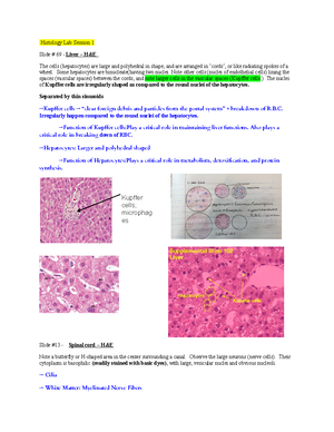 Histology lab - NSU BIOL 3500 - Slide 13: Spinal Cord Note the shape ...