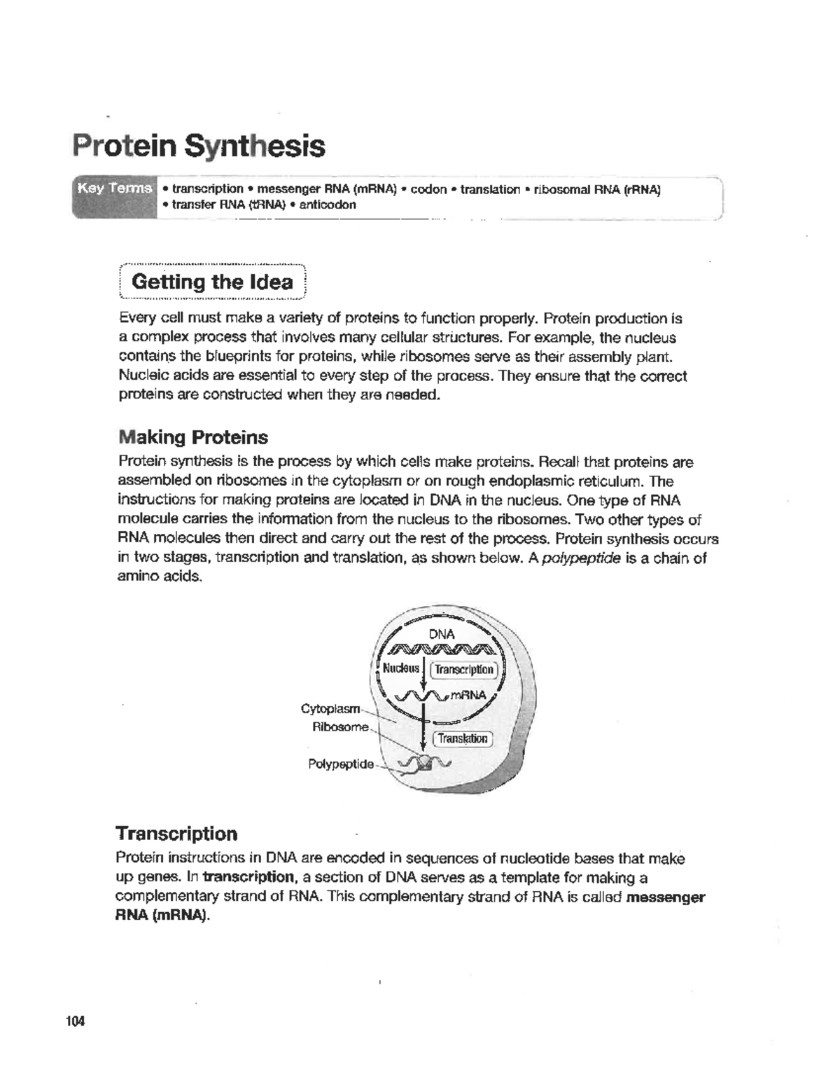 Chapter 3 Lesson 14 Protein Synthesis - Protein Synthesis Key Terms ...