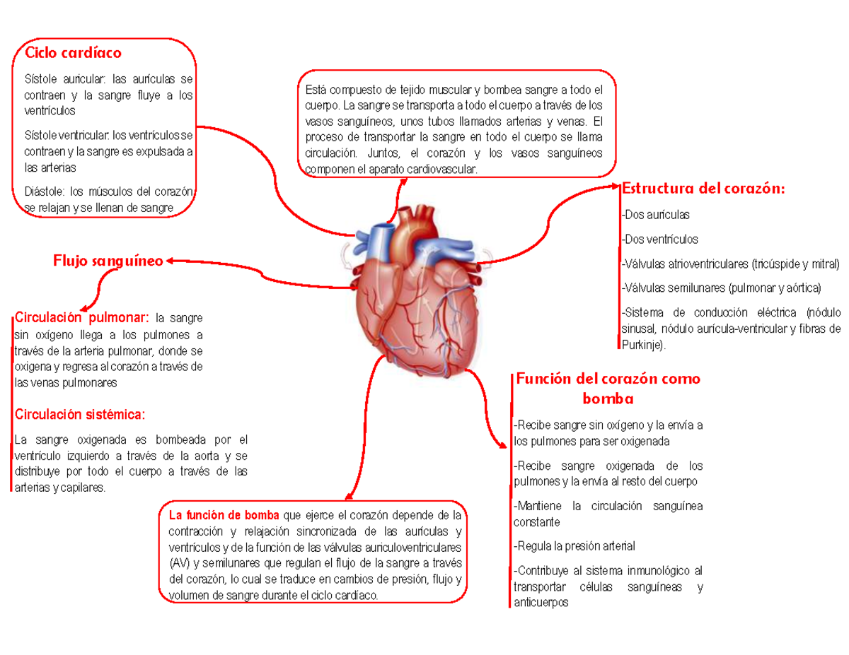 MAPA Mental Corazon Como Bomba - Está compuesto de tejido muscular y ...
