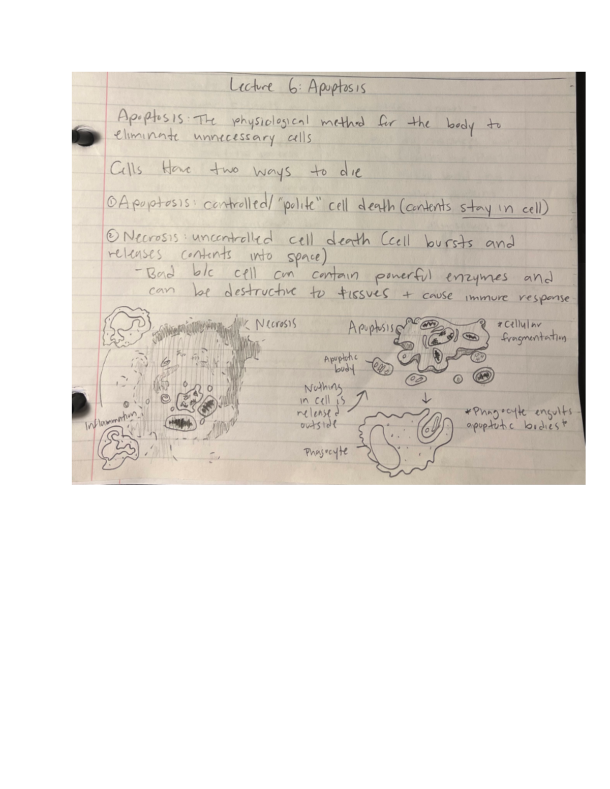 RYAN PETRIE: APOPTOSIS LECTURE NOTES - Bio 211 - Studocu