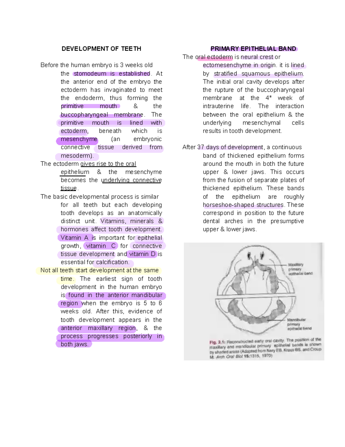 ORAL HISTOLOGY 2ND SEMESTER - DEVELOPMENT OF TEETH Before the human ...