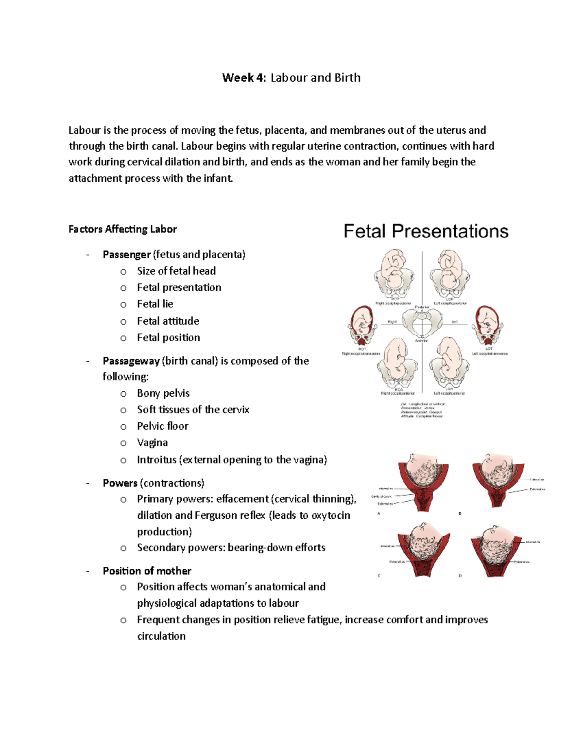 4 Labour and Birth - Lecture notes 4 - Week 4: Labour and Birth Labour ...