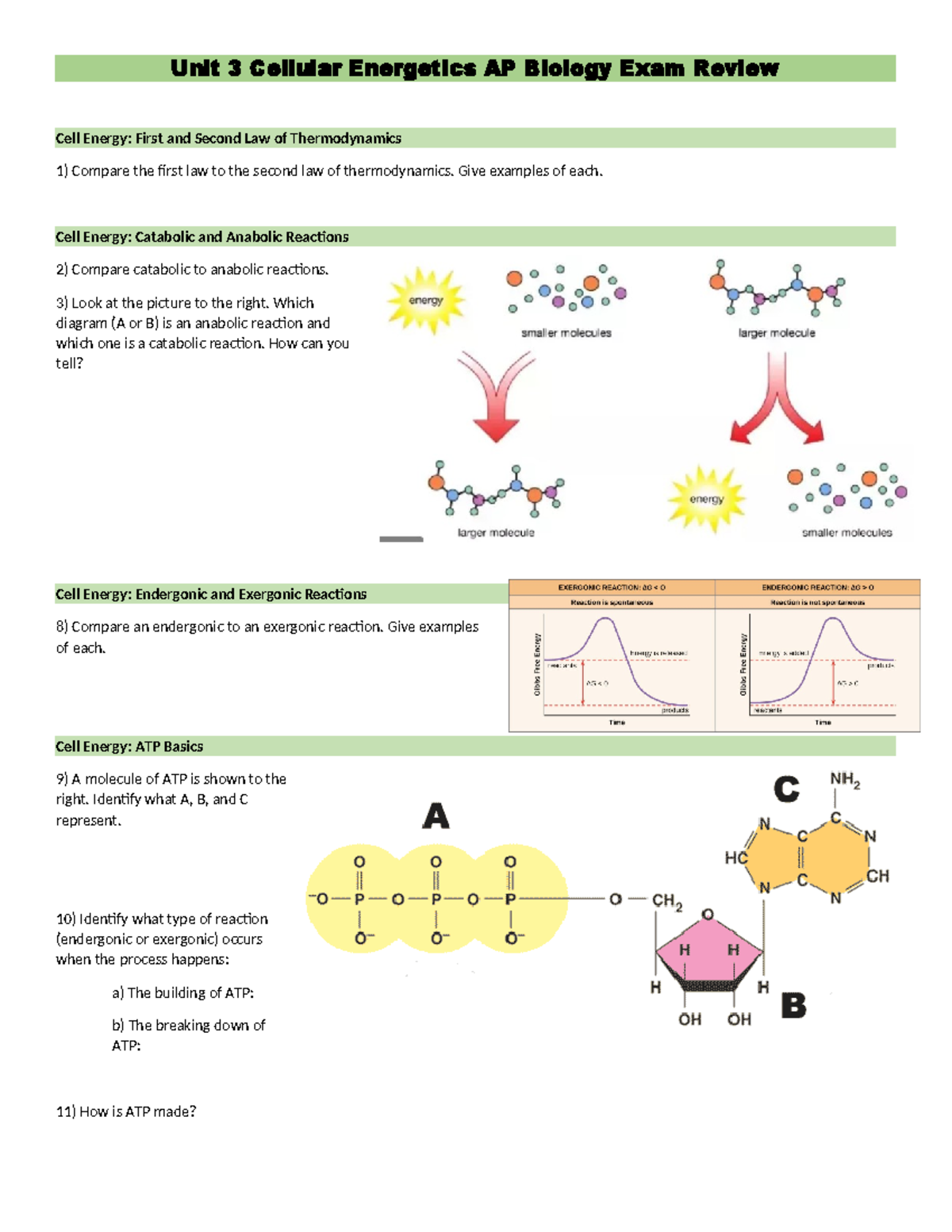 Unit 3 Cellular Energetics AP Bio Exam Review - Unit 3 Cellular ...