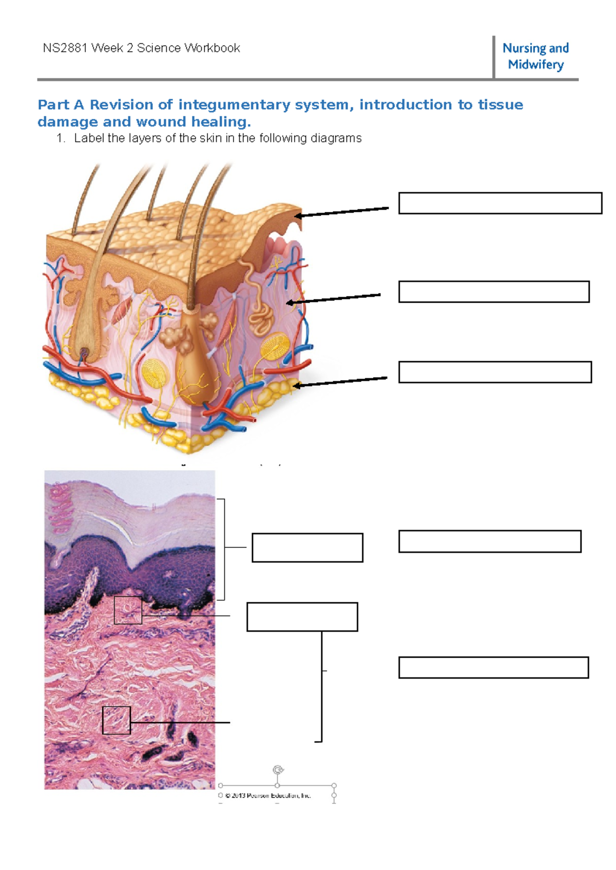 Week 2 Science Workbook - Part A Revision of integumentary system ...