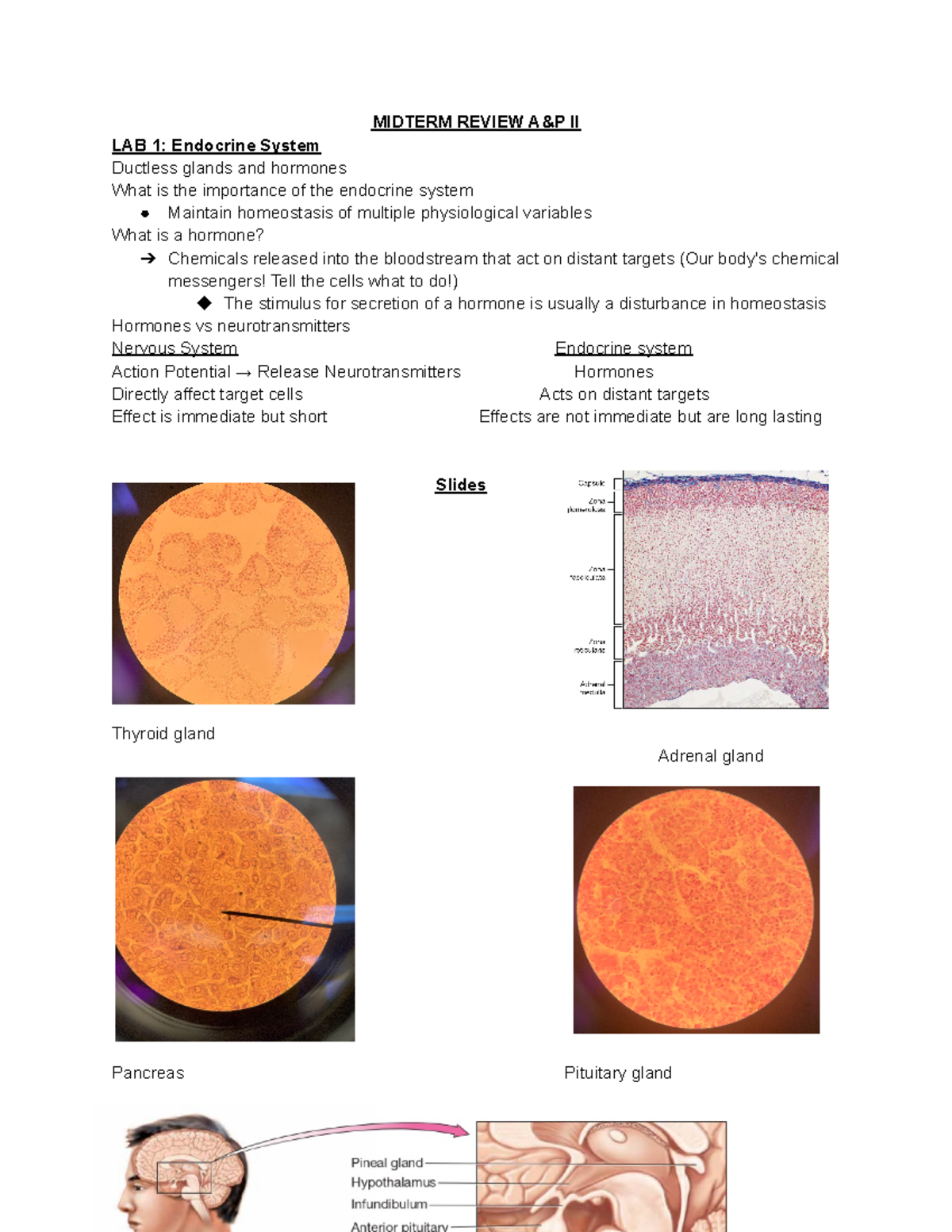 Midterm Study Guide AP II - MIDTERM REVIEW A&P II LAB 1: Endocrine ...