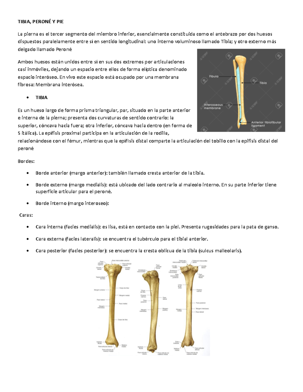 Tibia, perone y pie - Summary morfofisiologia 2 - TIBIA, PERONÉ Y PIE ...