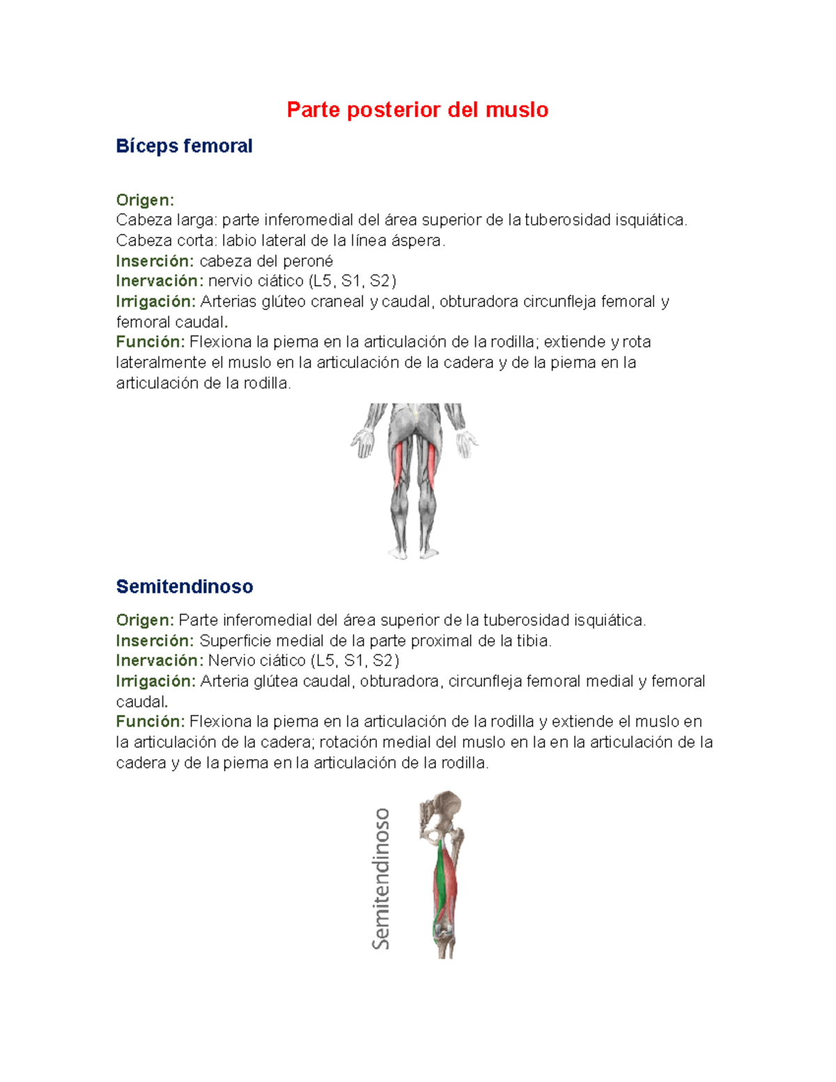 Disección muslo posterior y fosa poplítea - Parte posterior del muslo ...