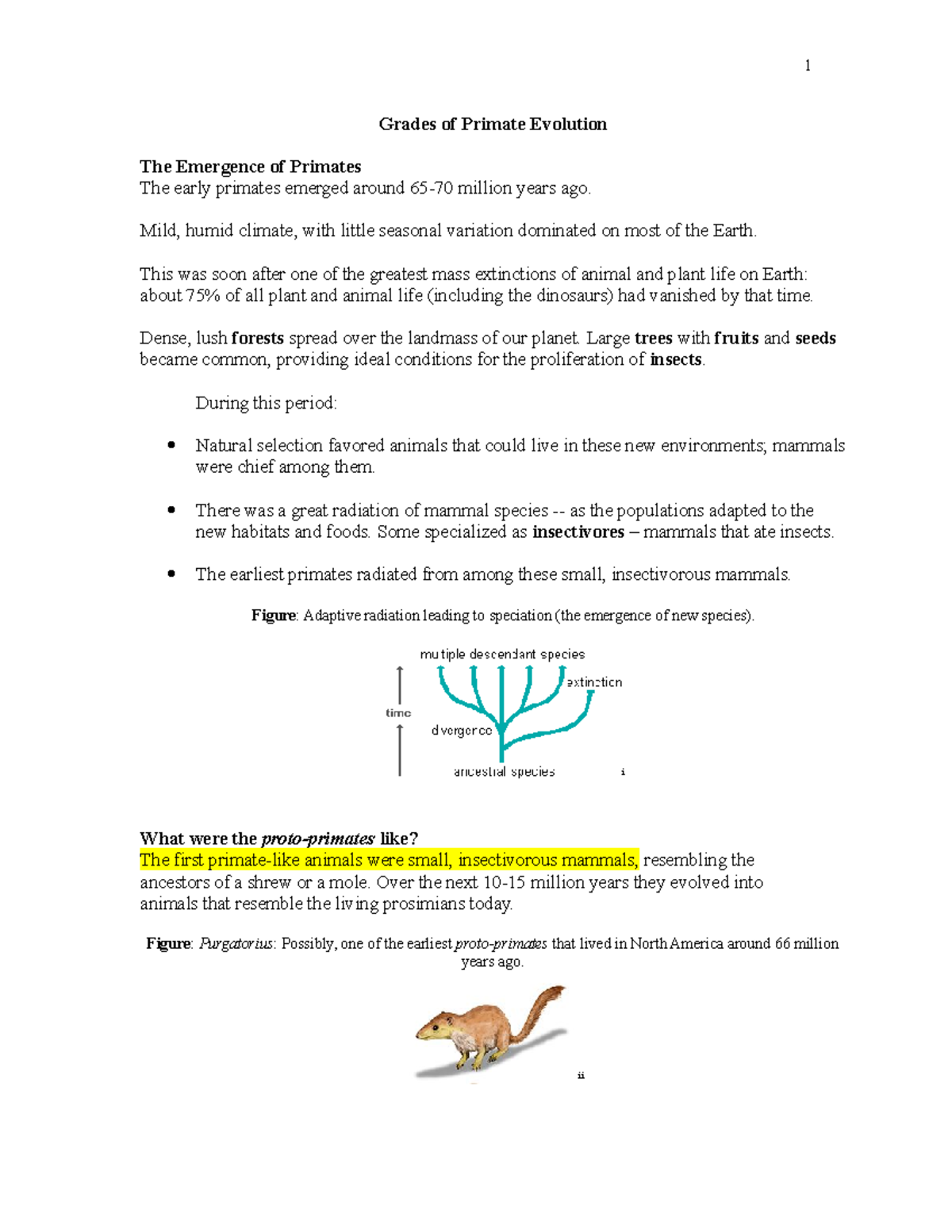 The emergence of primates and their classification - Grades of Primate ...