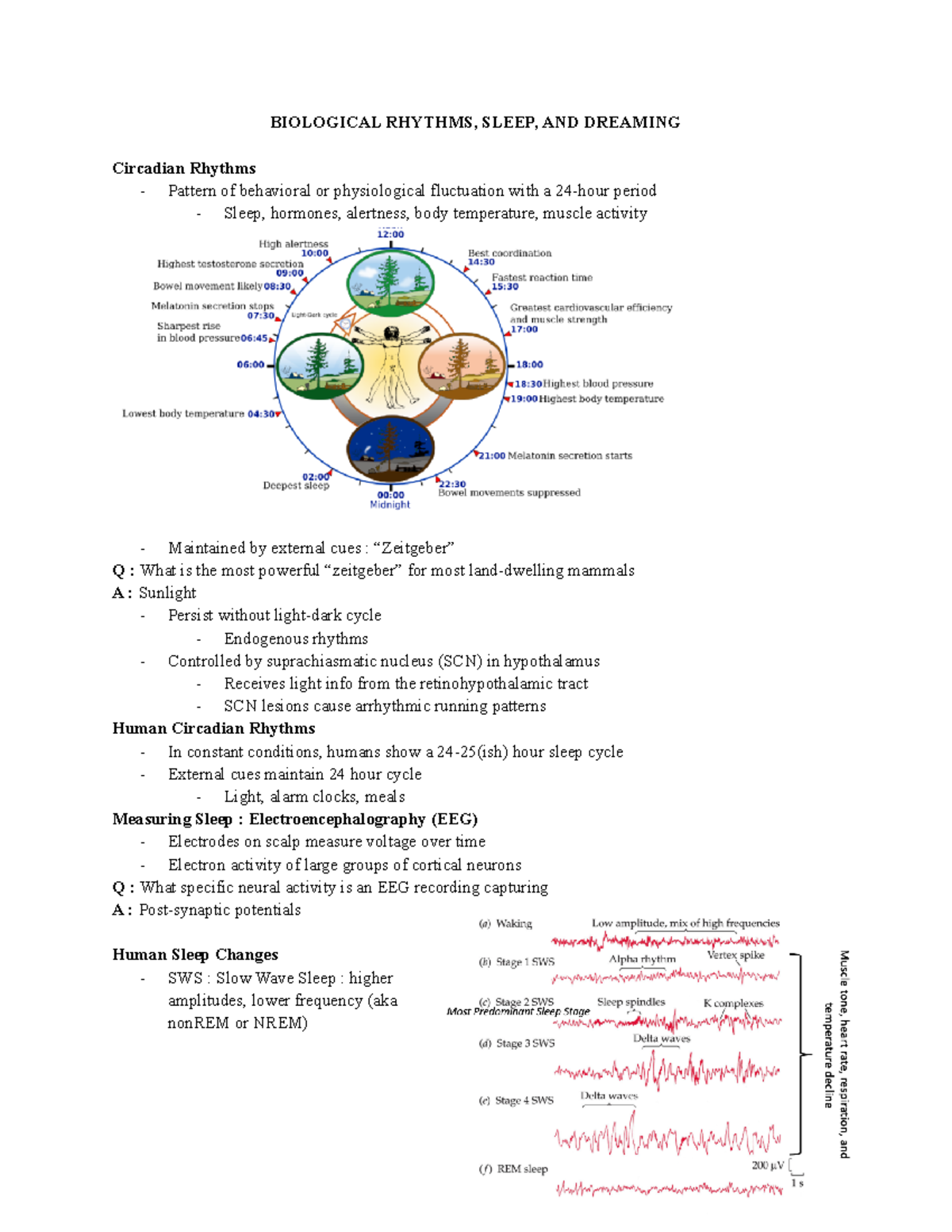 Psych 330 Week 11 Slide Notes - BIOLOGICAL RHYTHMS, SLEEP, AND DREAMING ...
