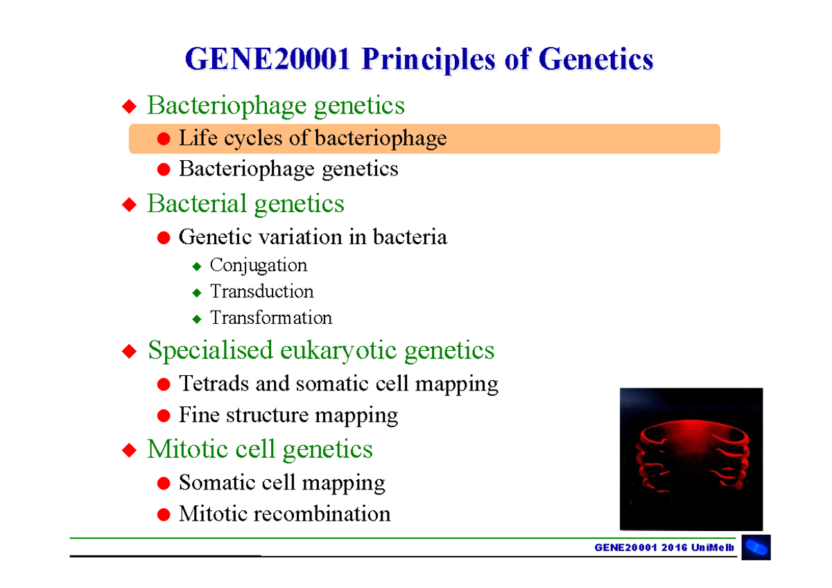 GENE2000 1-L3-1 - GENE20001 Principles of Genetics Bacteriophage ...