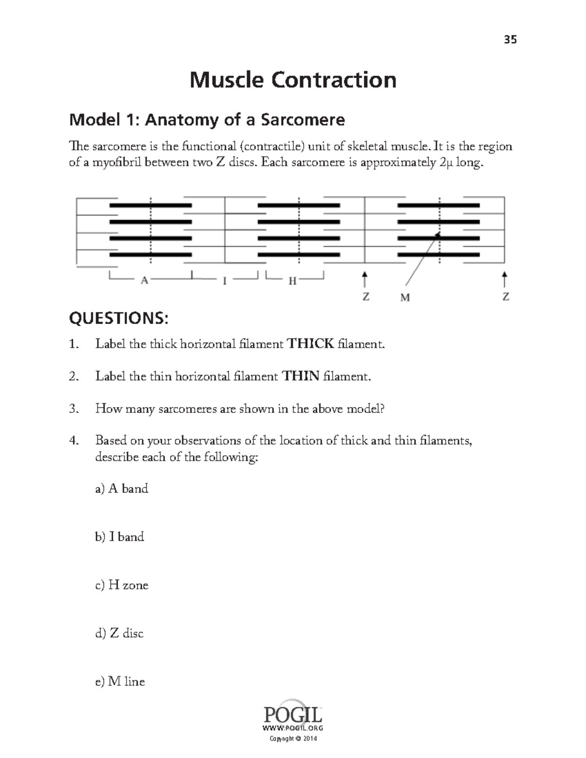 Muscle Contraction Pogil - 35 Muscle Contraction Model 1: Anatomy of a ...
