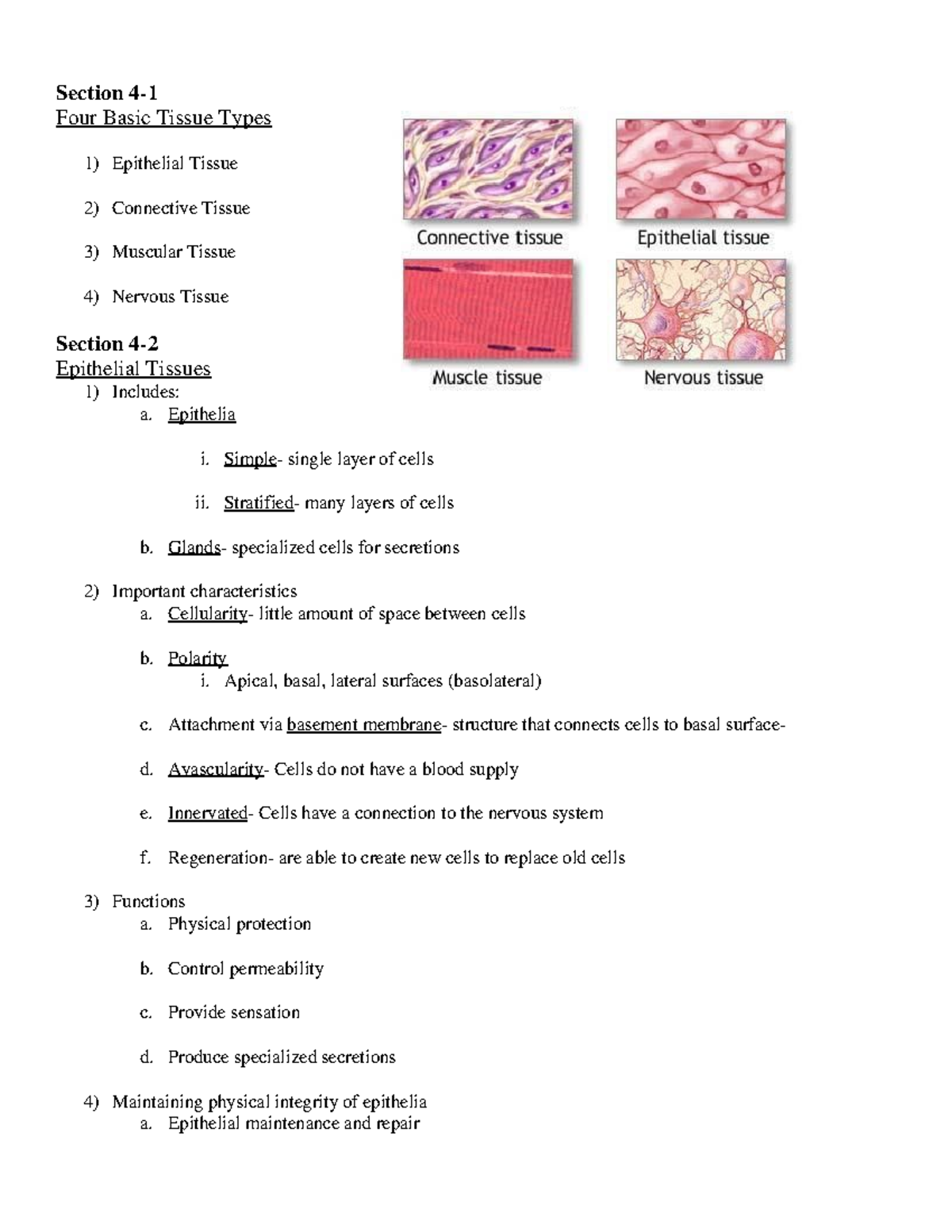 Tissues - lecture notes on the level of tissue organization in the ...