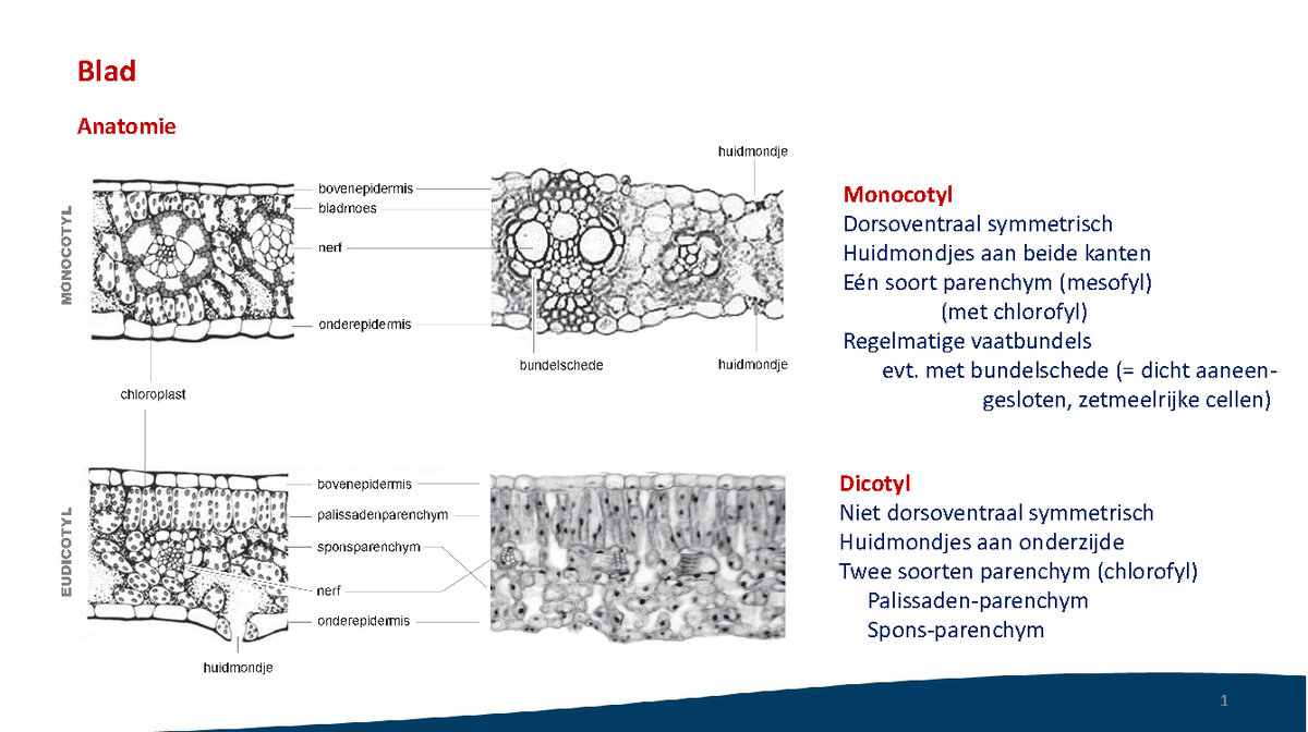 03c Basisbegrippen Plantkunde deel 2b - Anatomie Monocotyl ...