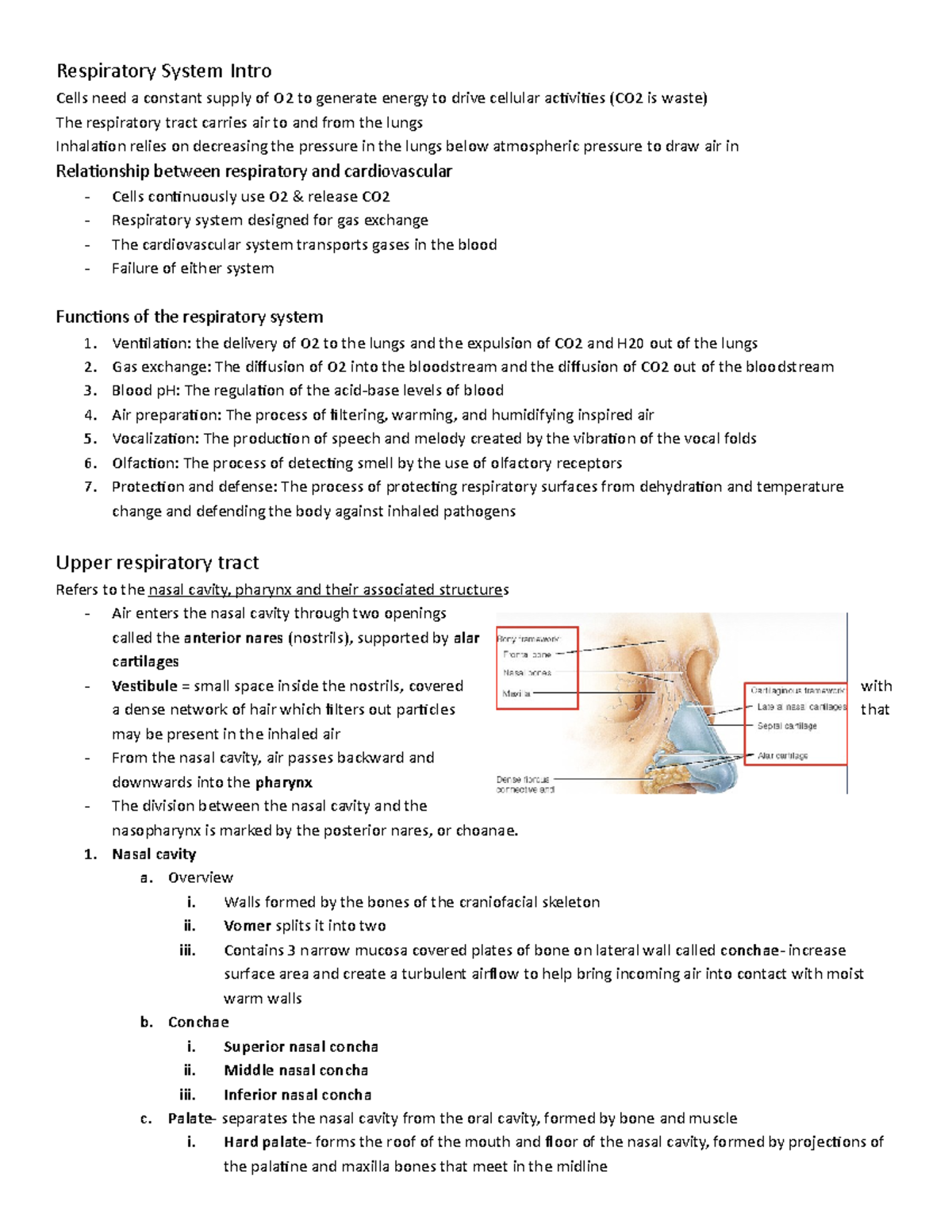 A P Study Guide Respiratory System - Respiratory System Intro Cells ...