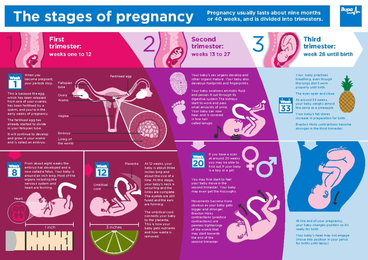 How your baby develops - OBSTETRICS - 1 When you become pregnant, your ...