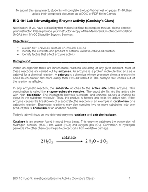 03.05 cellular respiration lab report - Cellular Respiration Lab Report ...